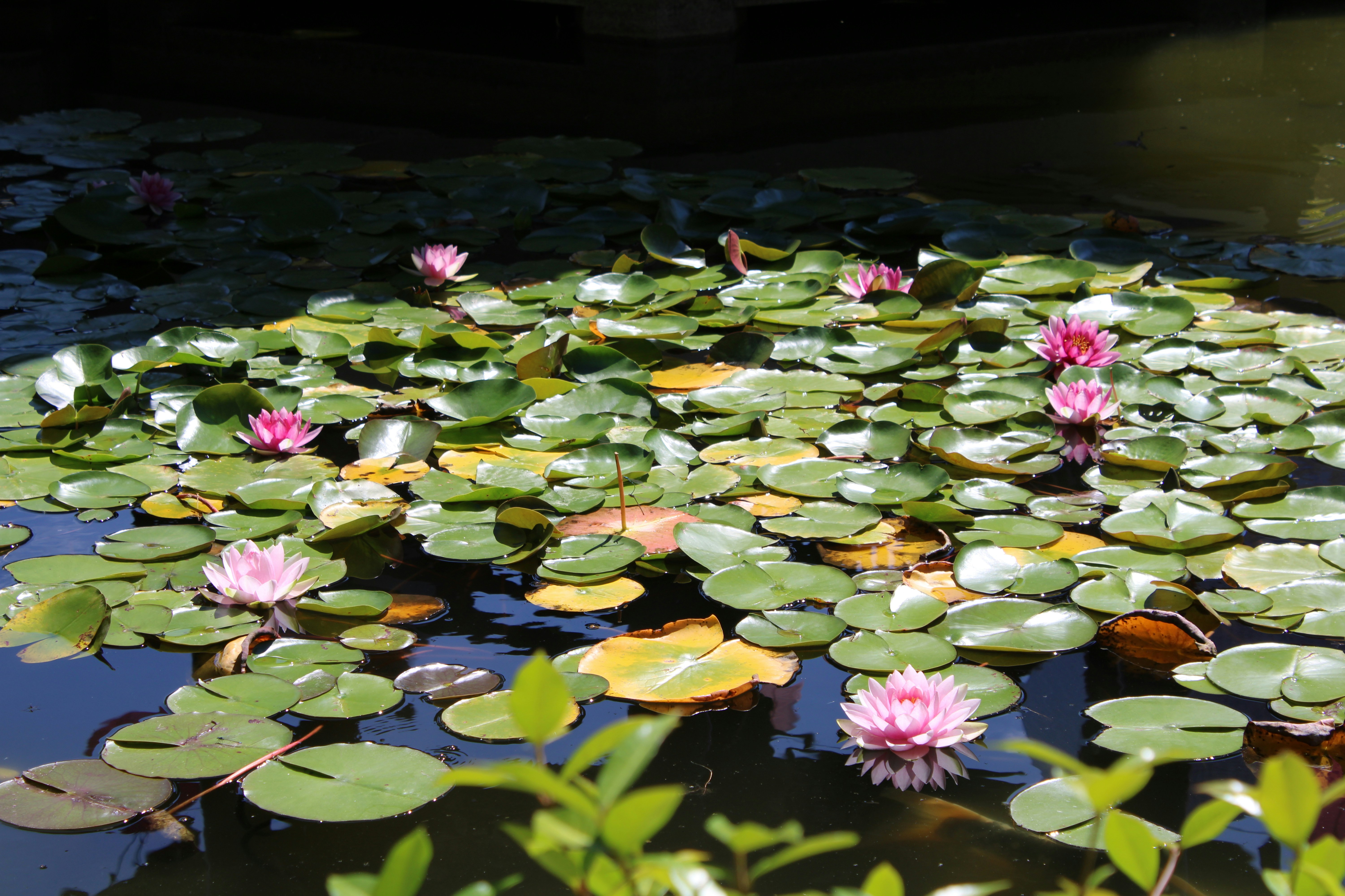 Pink Water Lilies Across a Tranquil Pond