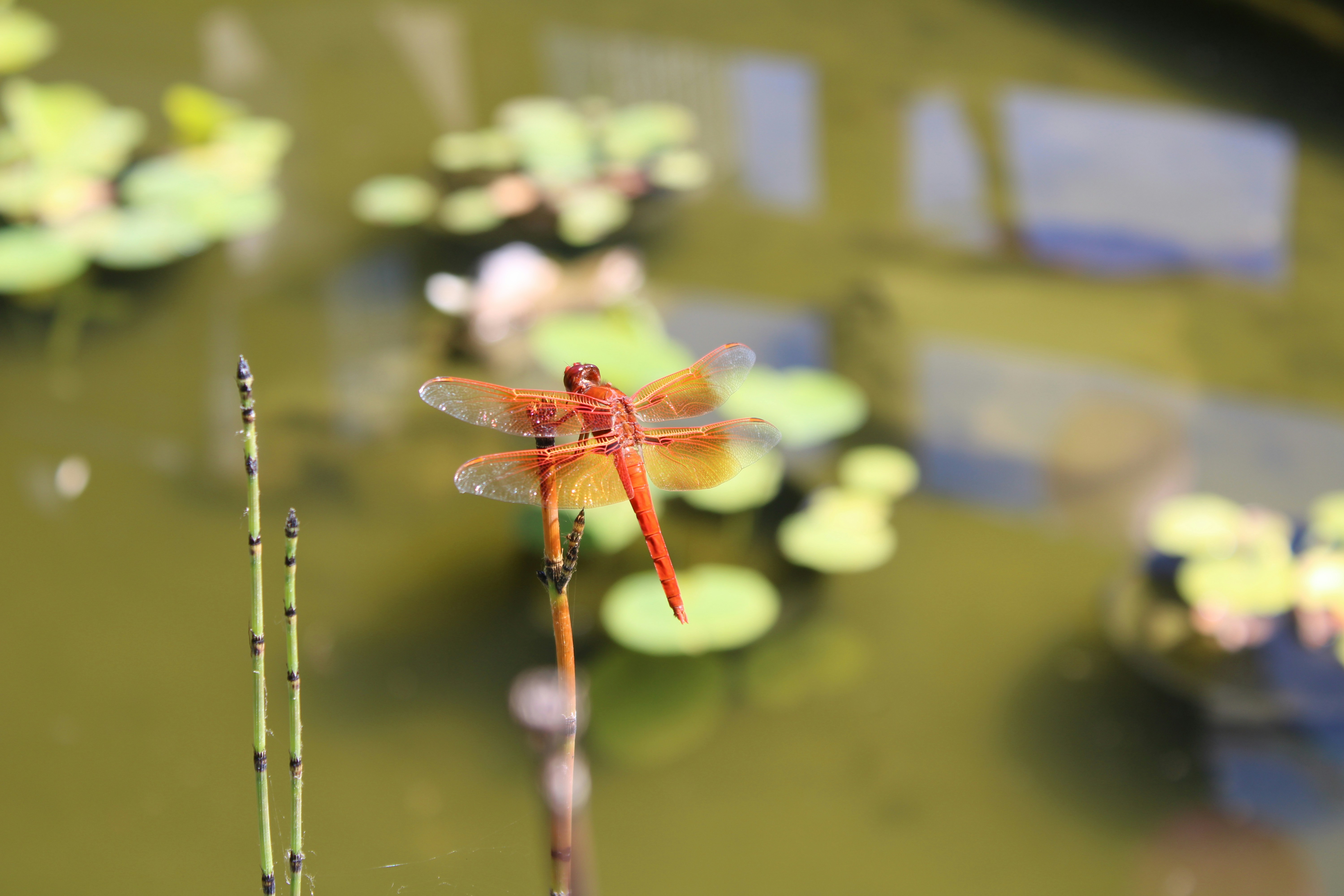 Crimson Dragonfly Resting Above a Quiet Pond