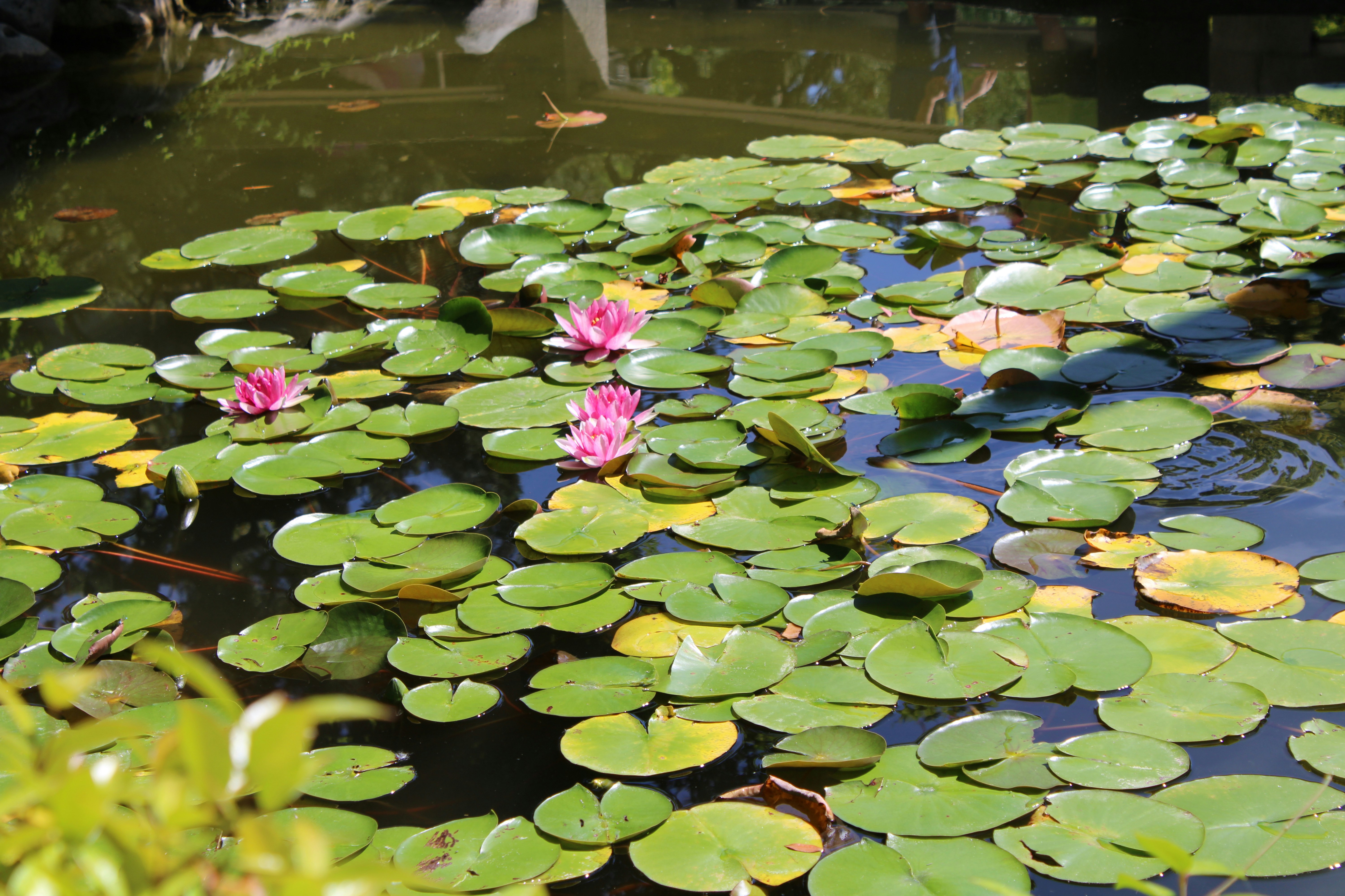 Pink Water Lilies Amid a Quiet Pond Quilt