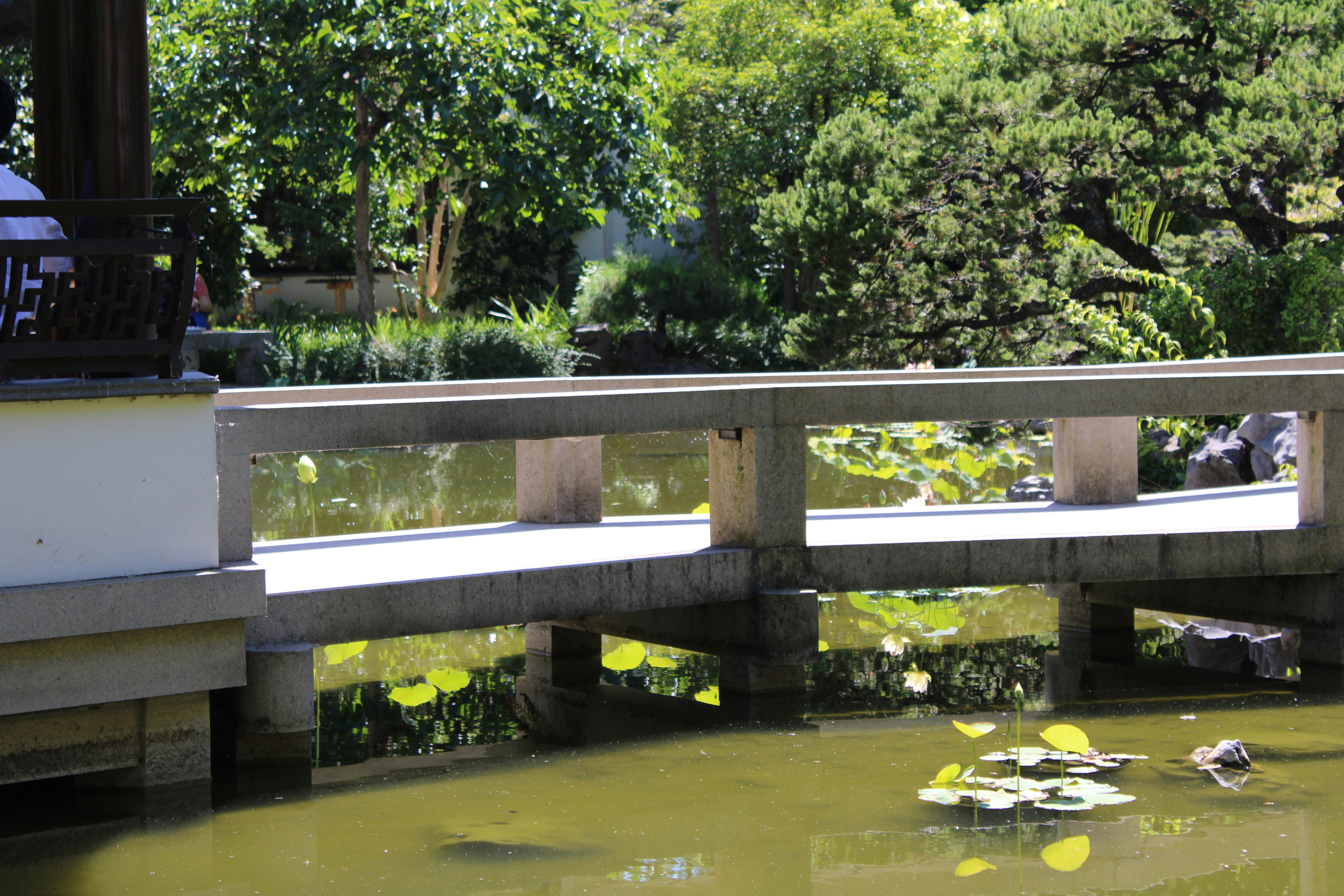Bridge over tranquil pond: a quiet moment in a sunlit garden