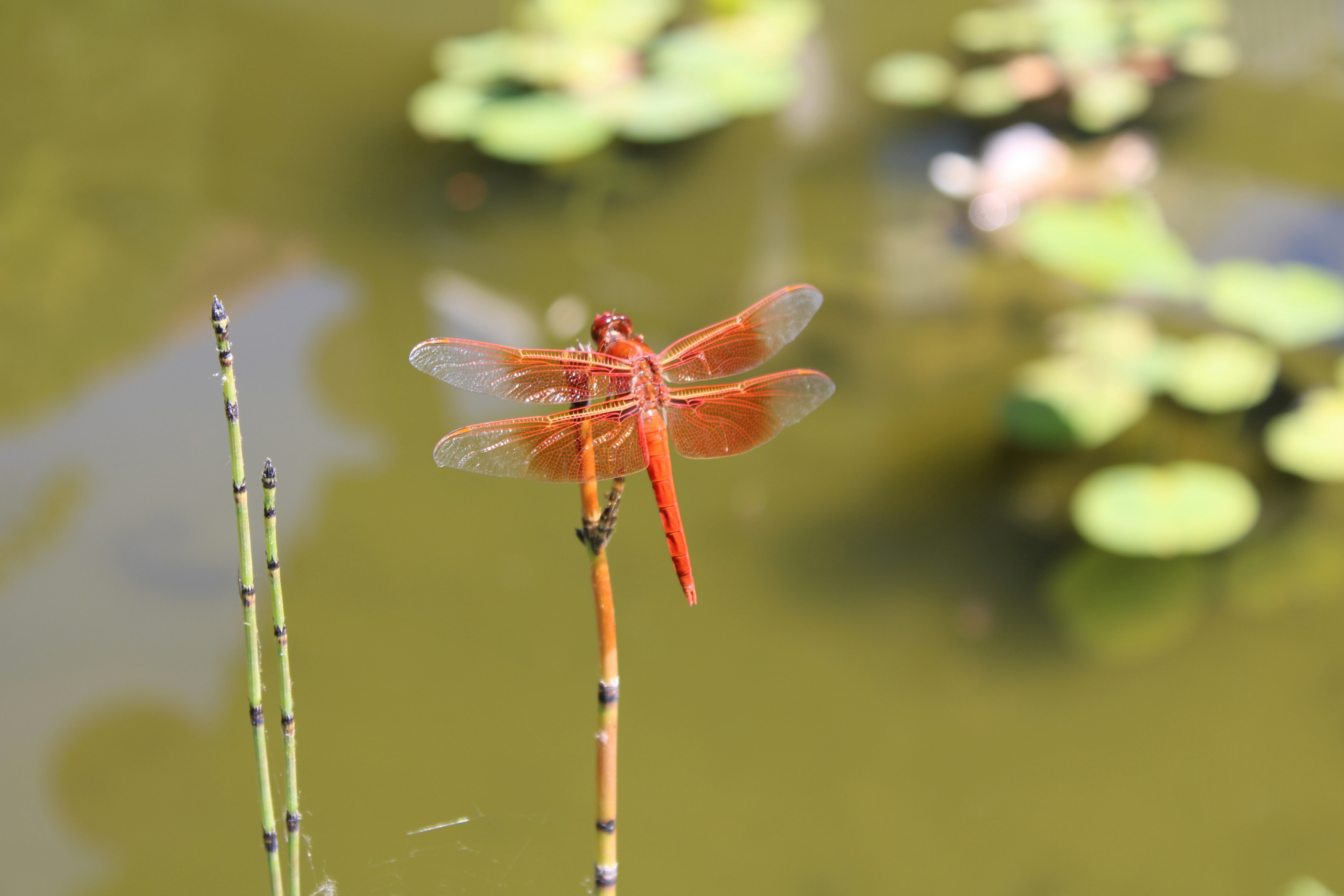Crimson Dragonfly on a Narrow Reed
