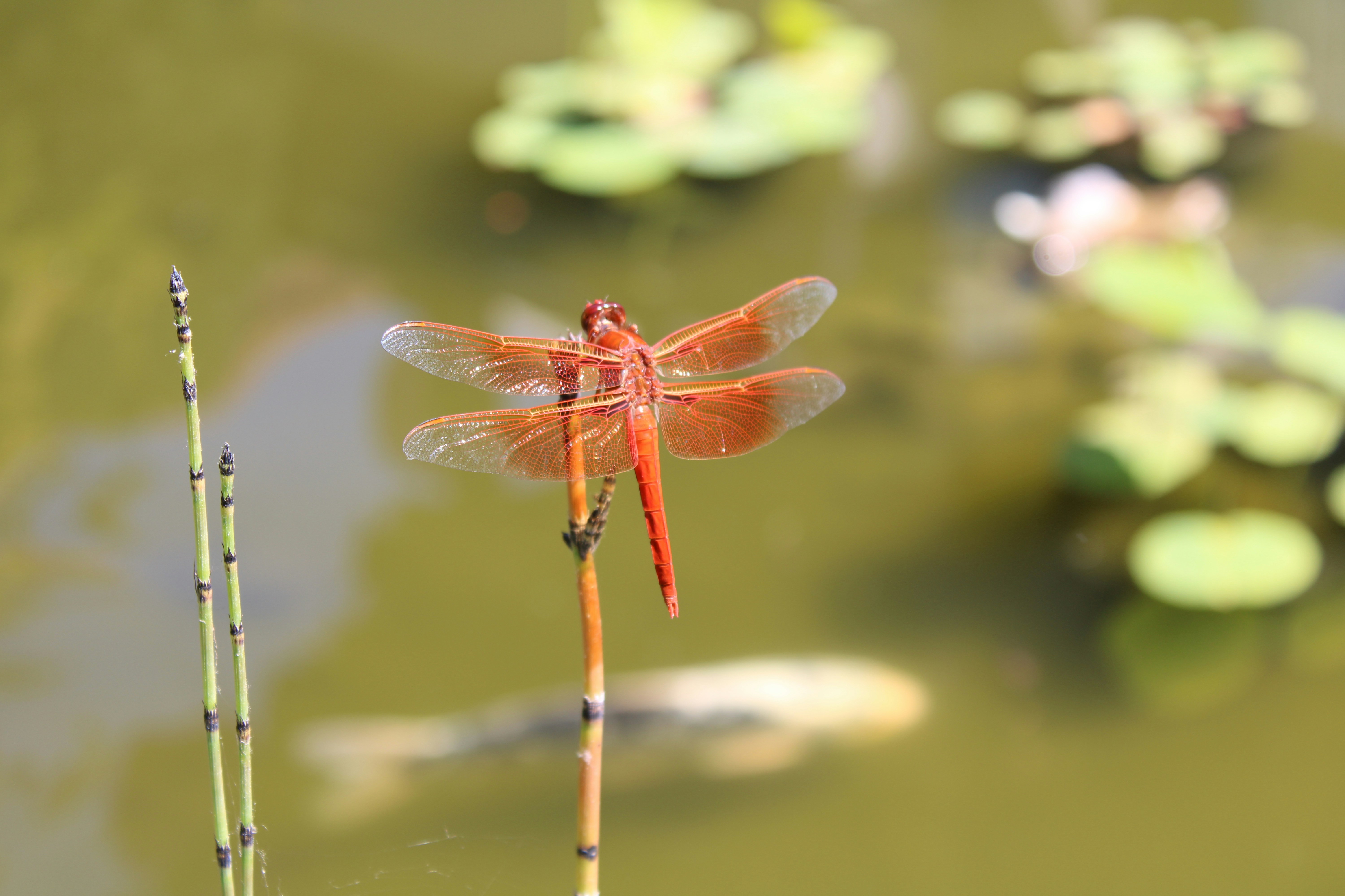Crimson Climber: Red Dragonfly Perched by Creekside Reeds