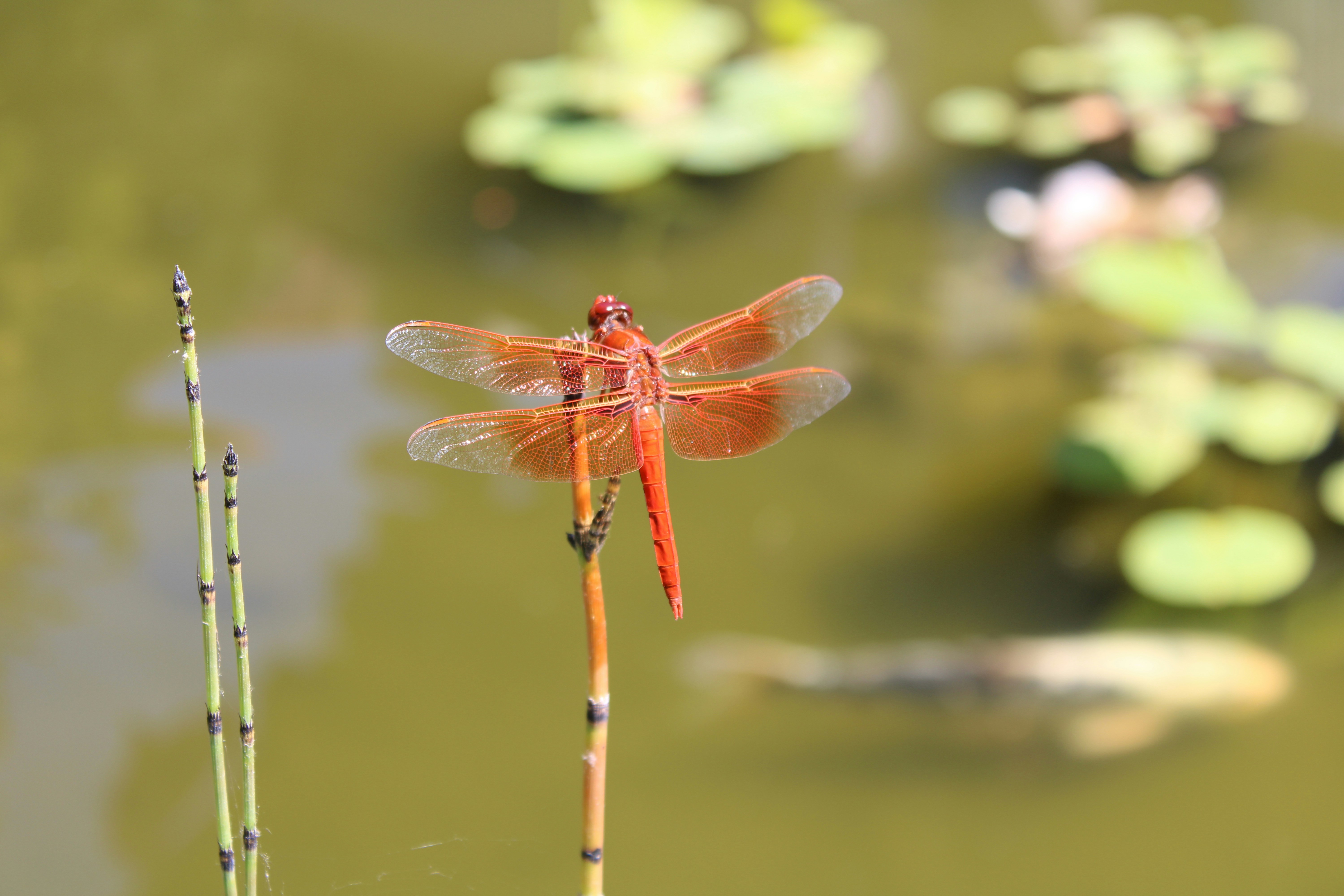 Crimson Dragonfly Perched Above Reed: A Quiet Moment by the Pond