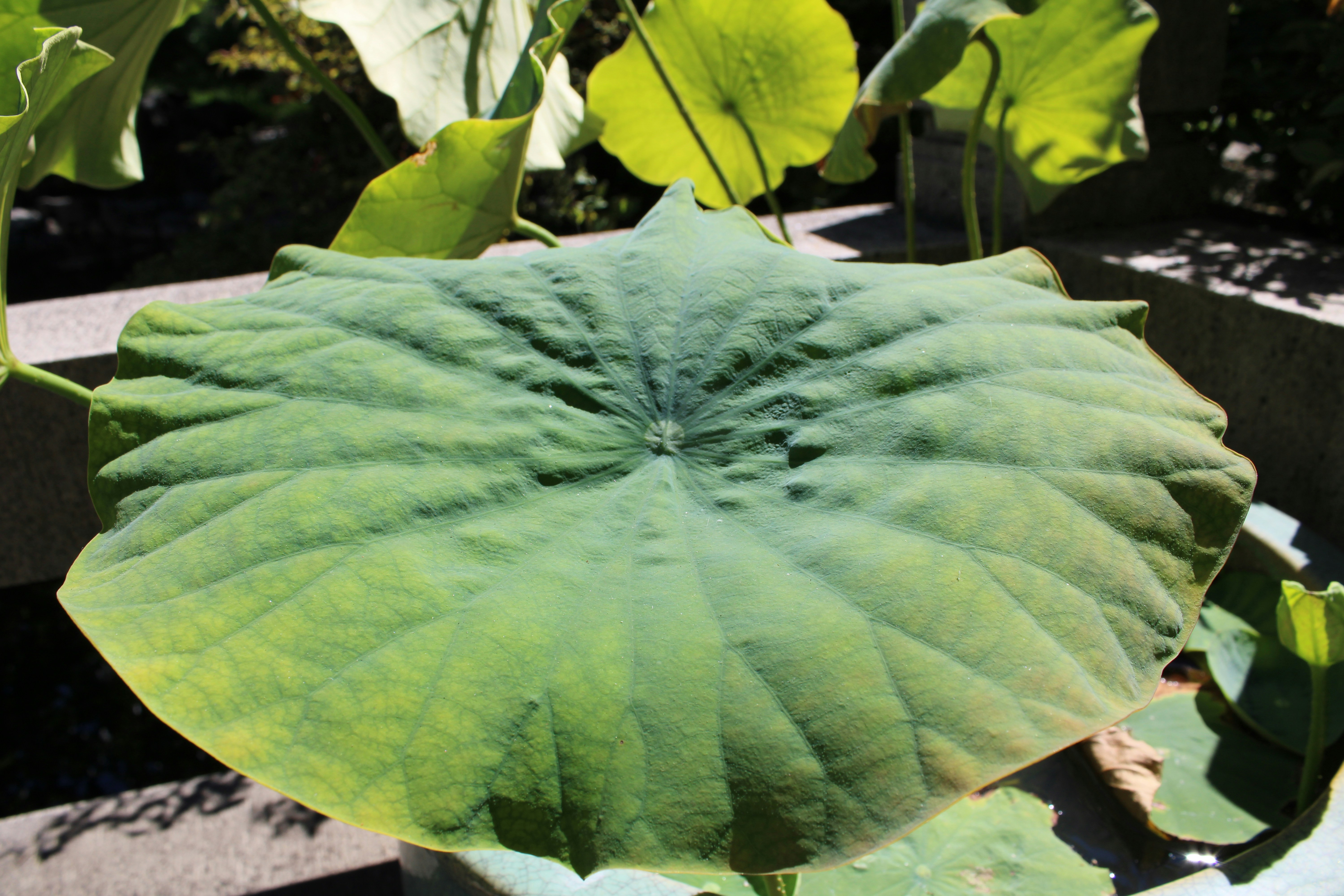 Moonlit Lily Pad: Viable Green Veil of a Central Leaf