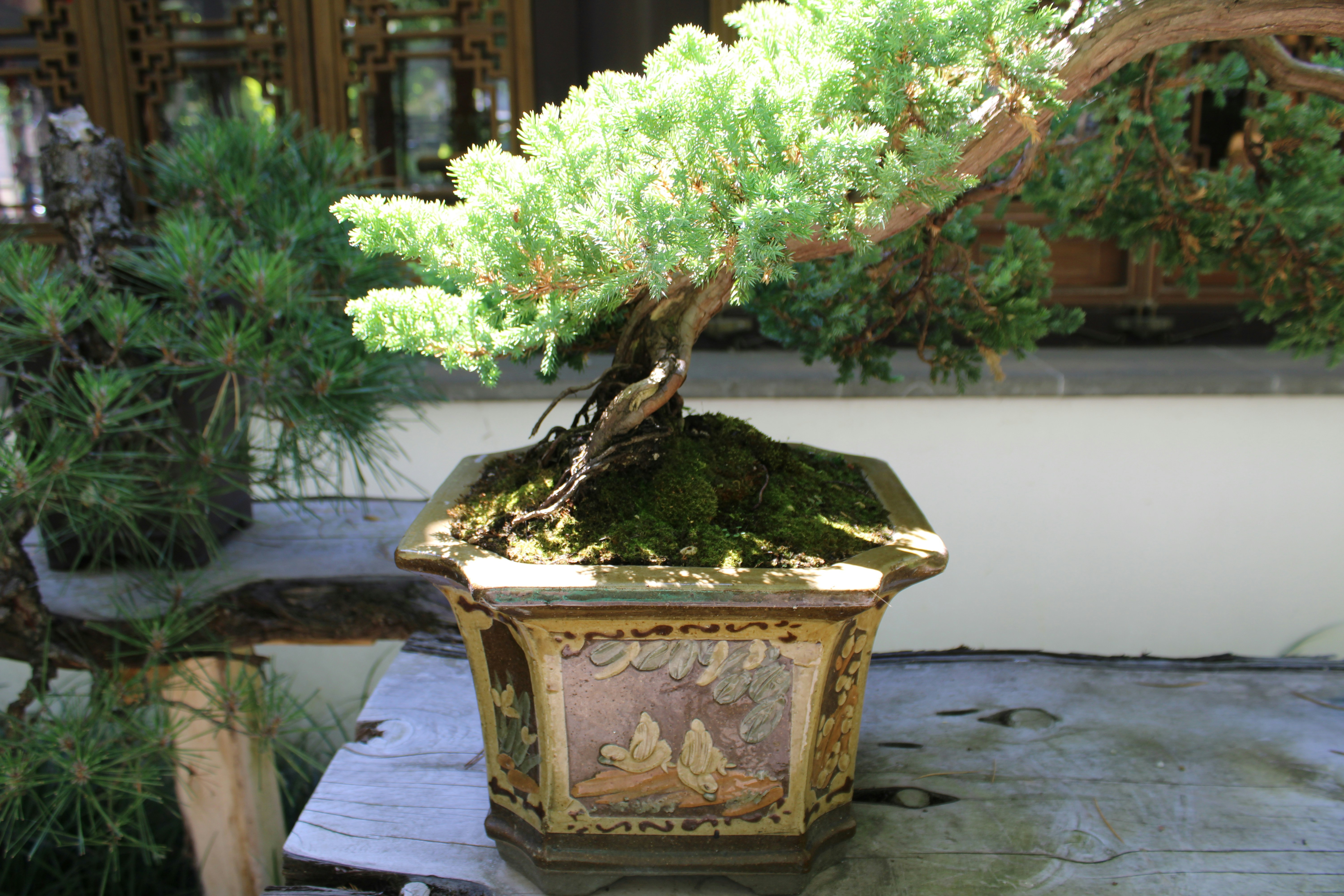 Miniature Tree, Grand Pot: A Bonsai centerpiece