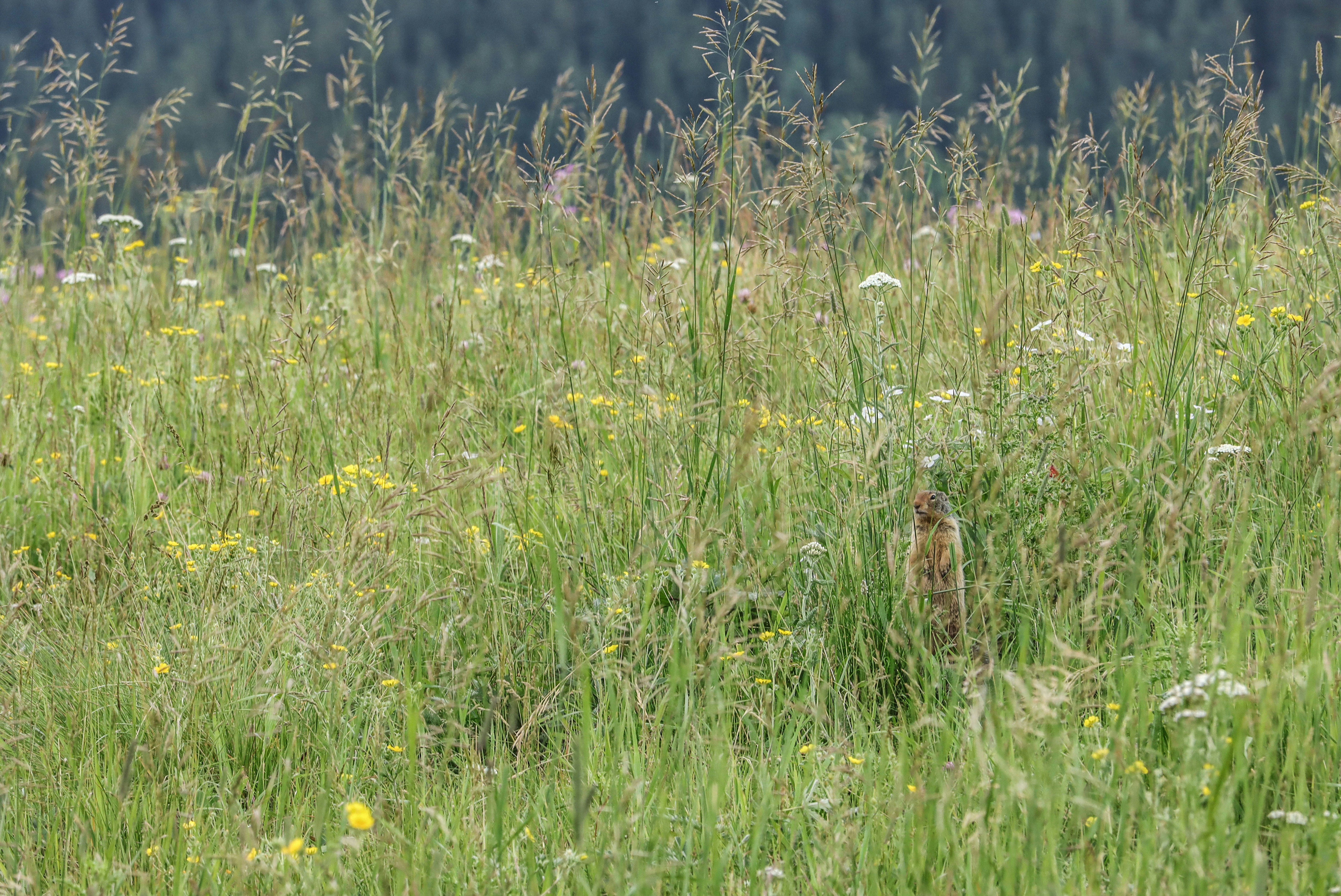 Hidden Watcher in the Meadow