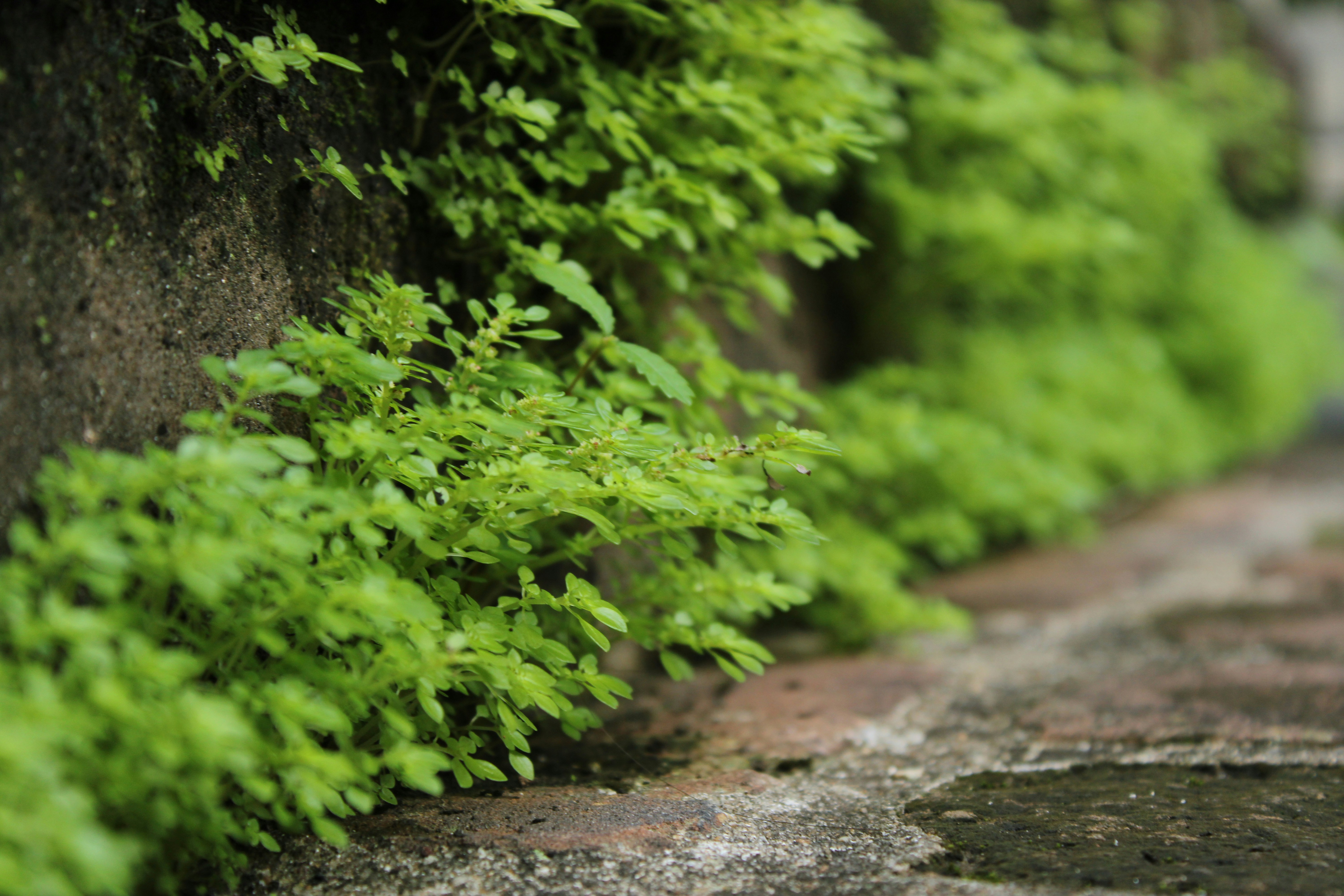 Trailing Greens Along a Mossy Path