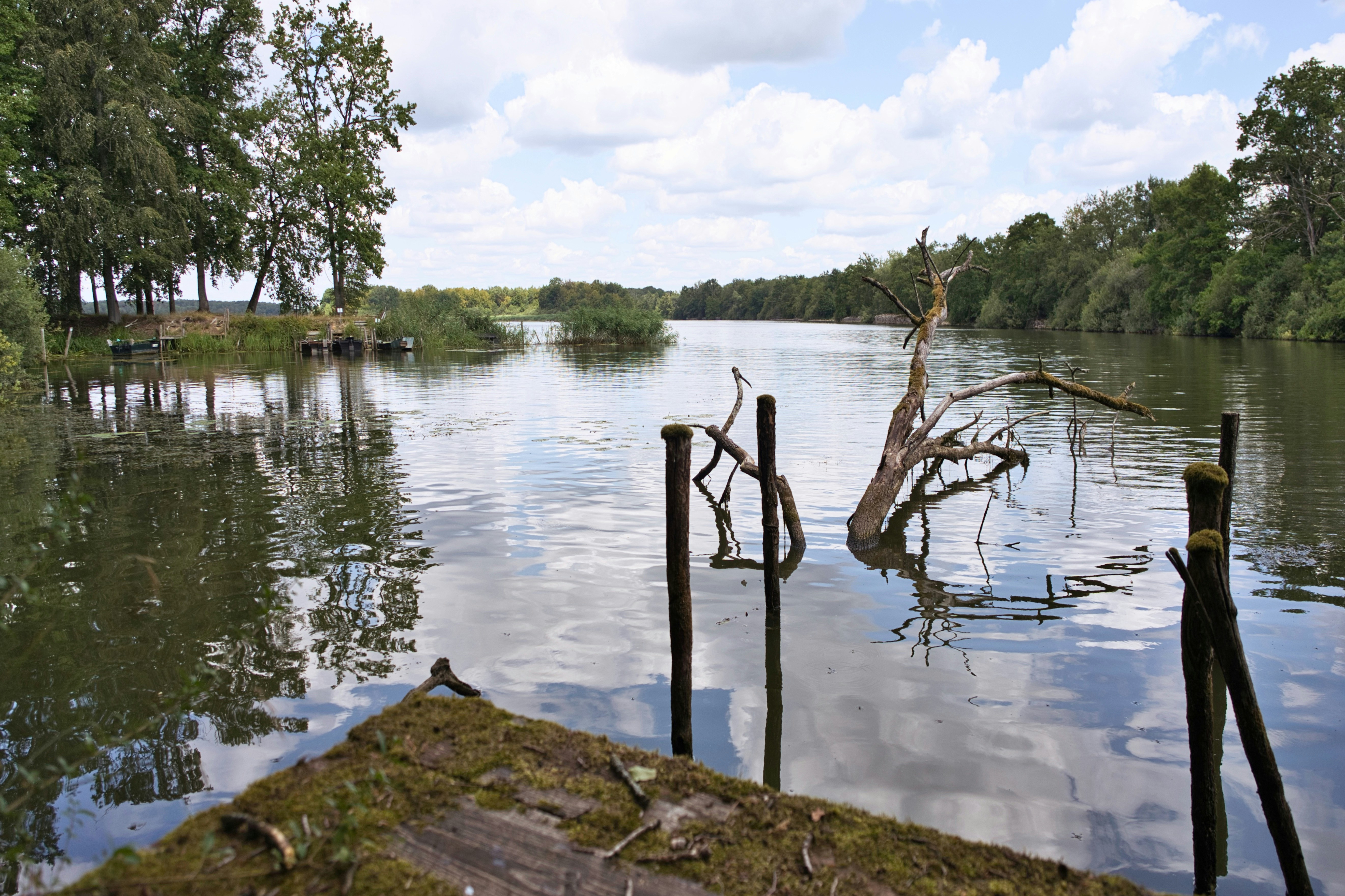 Driftwood Sentinel Over a Quiet Canal