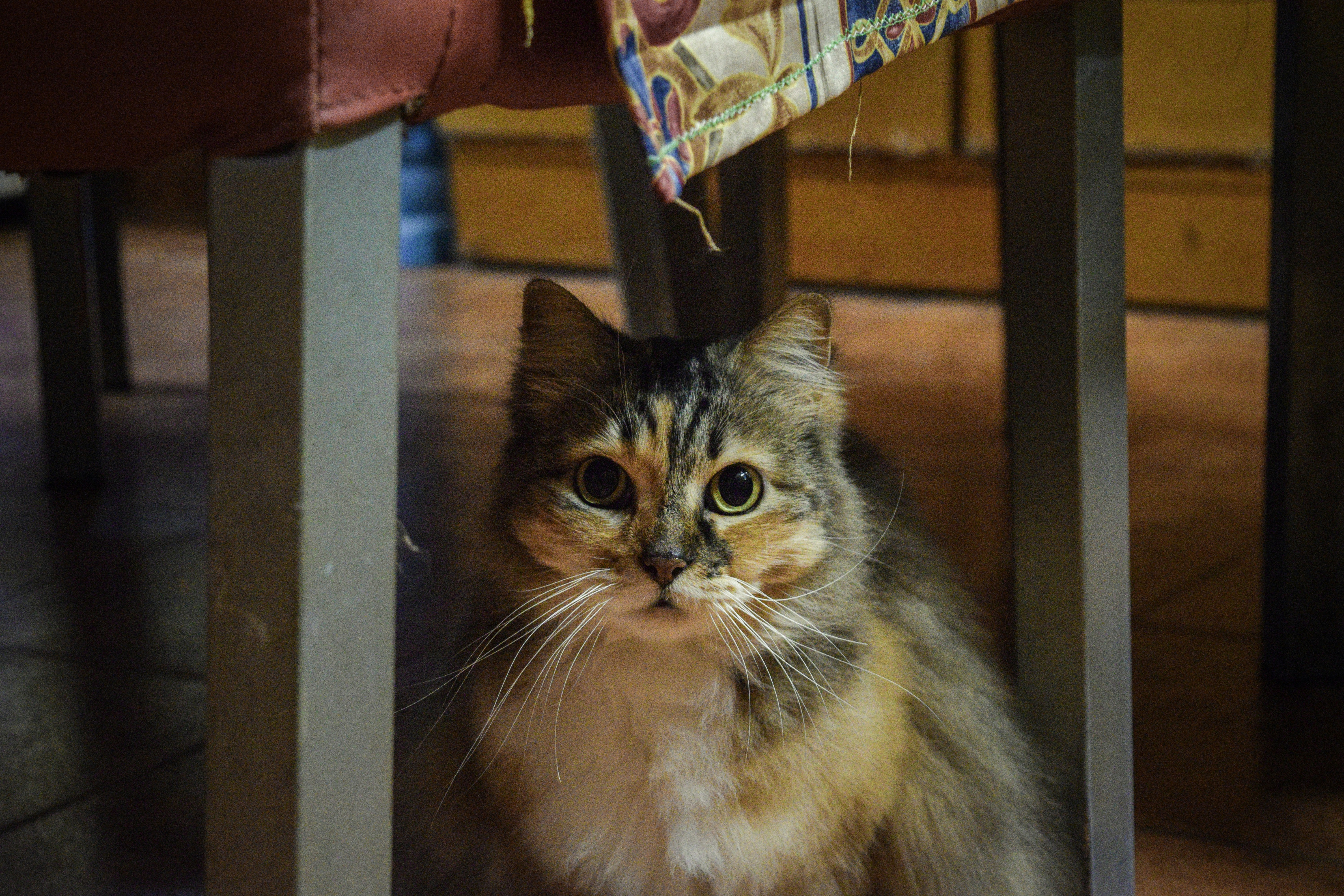 Under-table Gaze: Calico Cat Center Stage