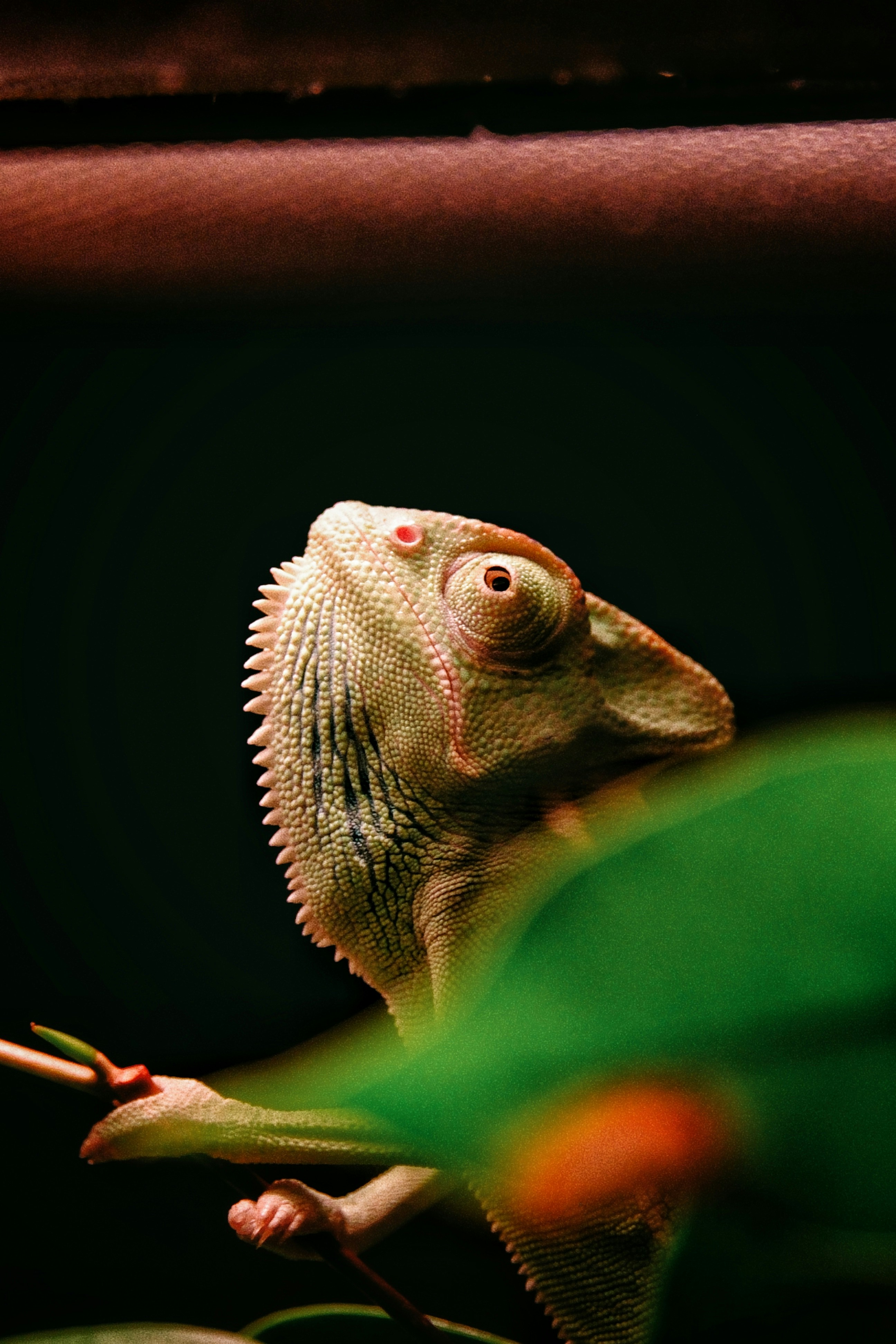 Emerald Gaze: Close-Up of a Chameleon in Shadowed Habitat