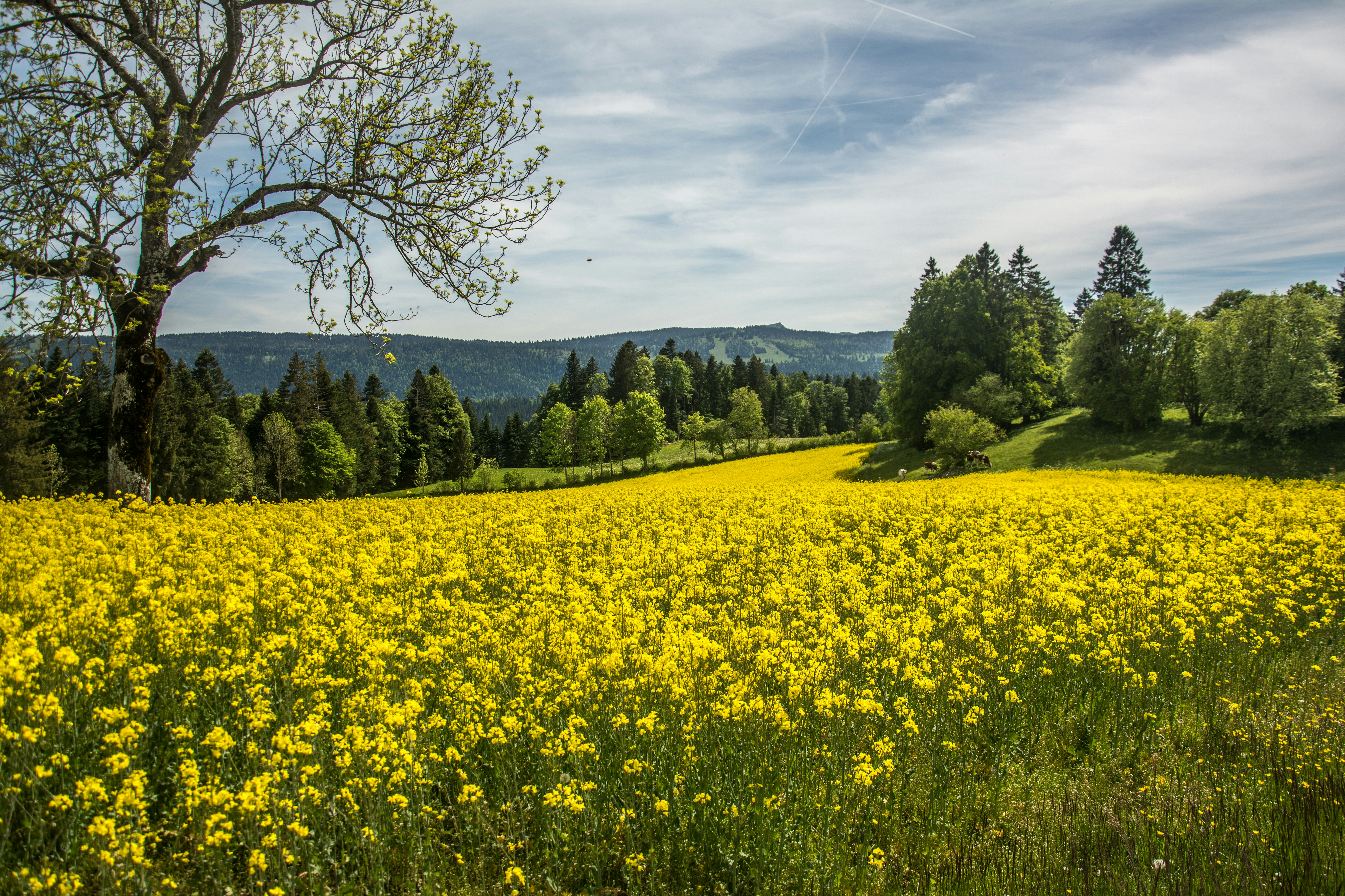 Sunlit Canopy: A Field of Canola Under a Clear Blue Sky
