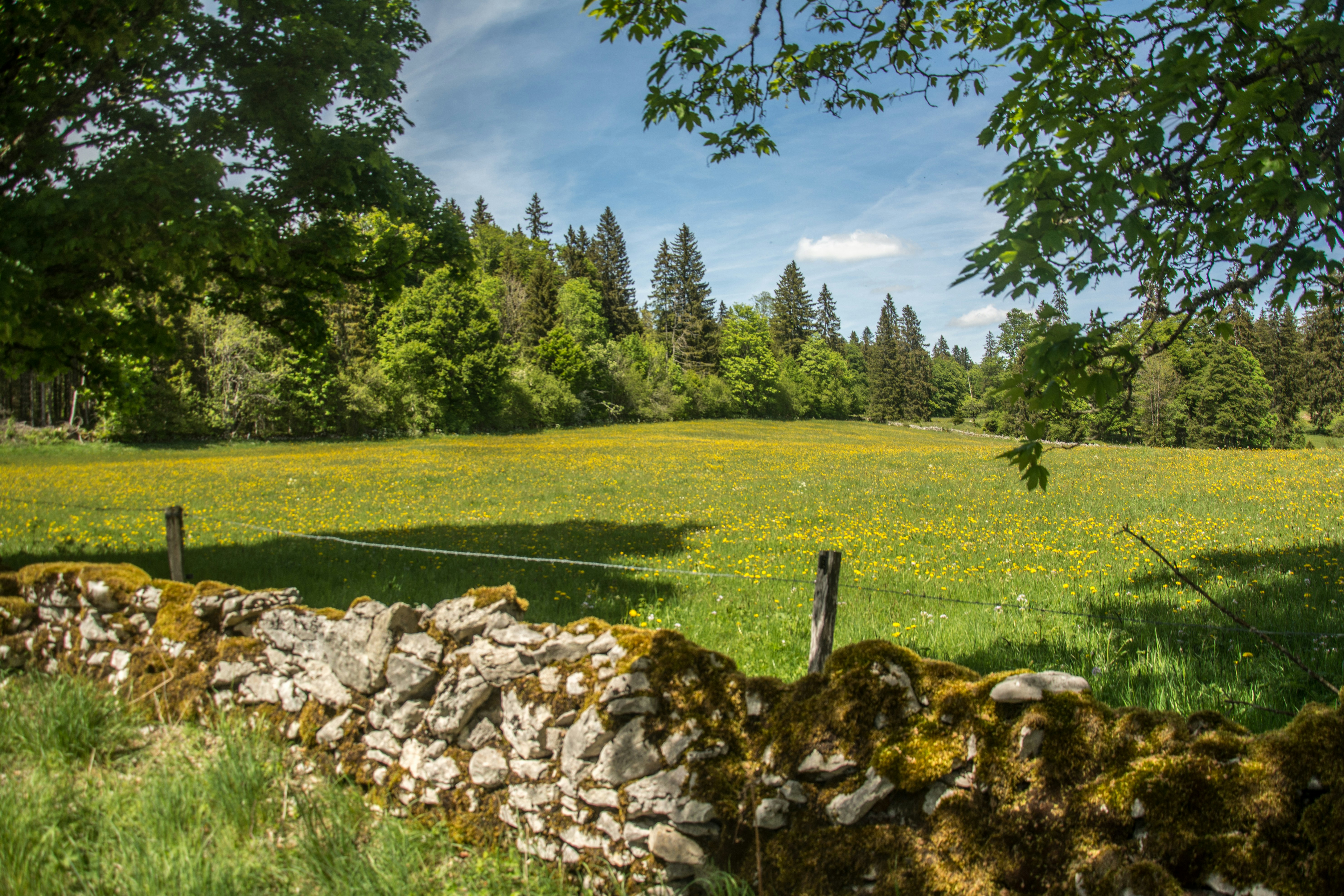 Sunlit Meadow with Dry-Stone Fence Under a Blue Sky