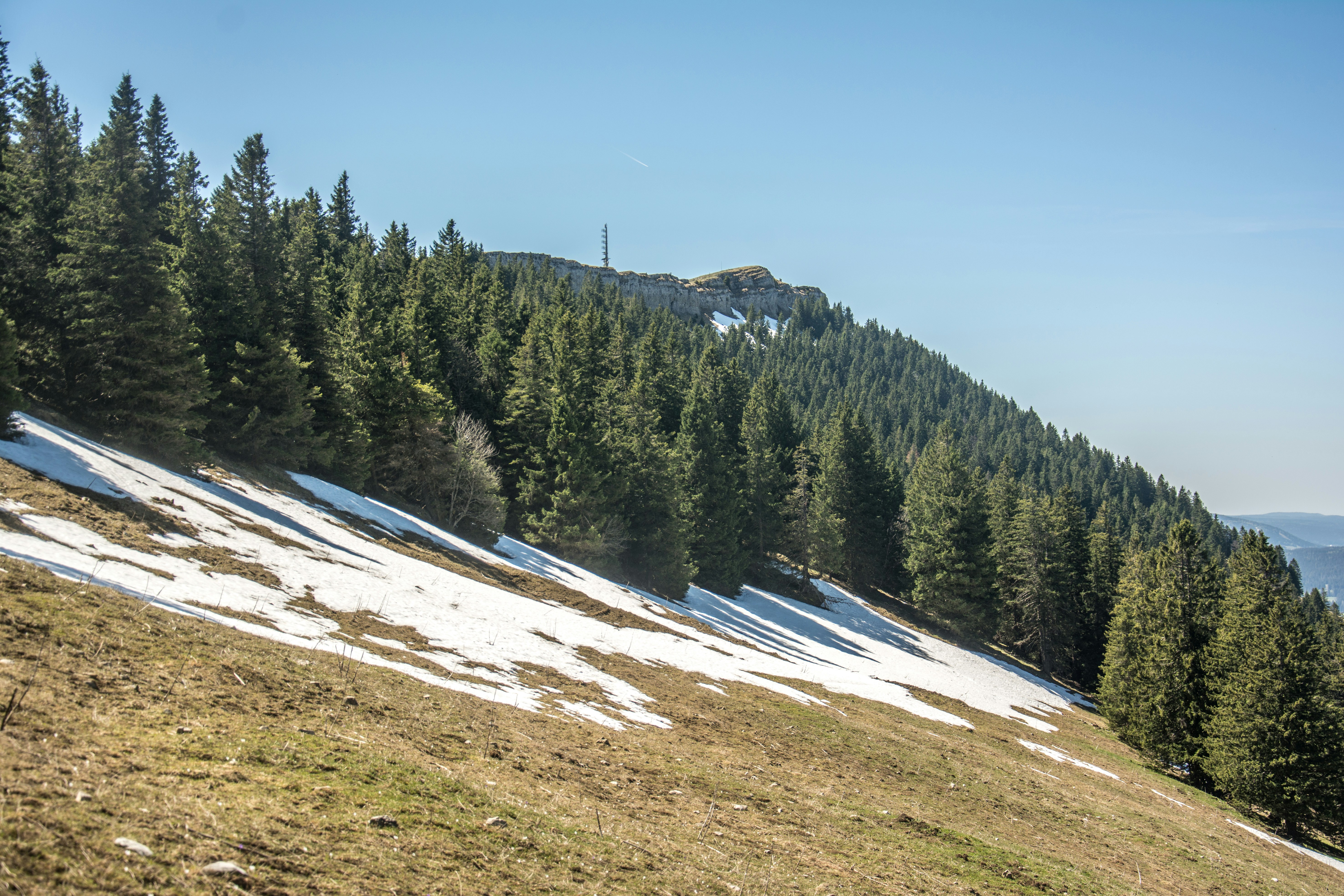Slope of Light: Snow-fed Pines under Clear Sky