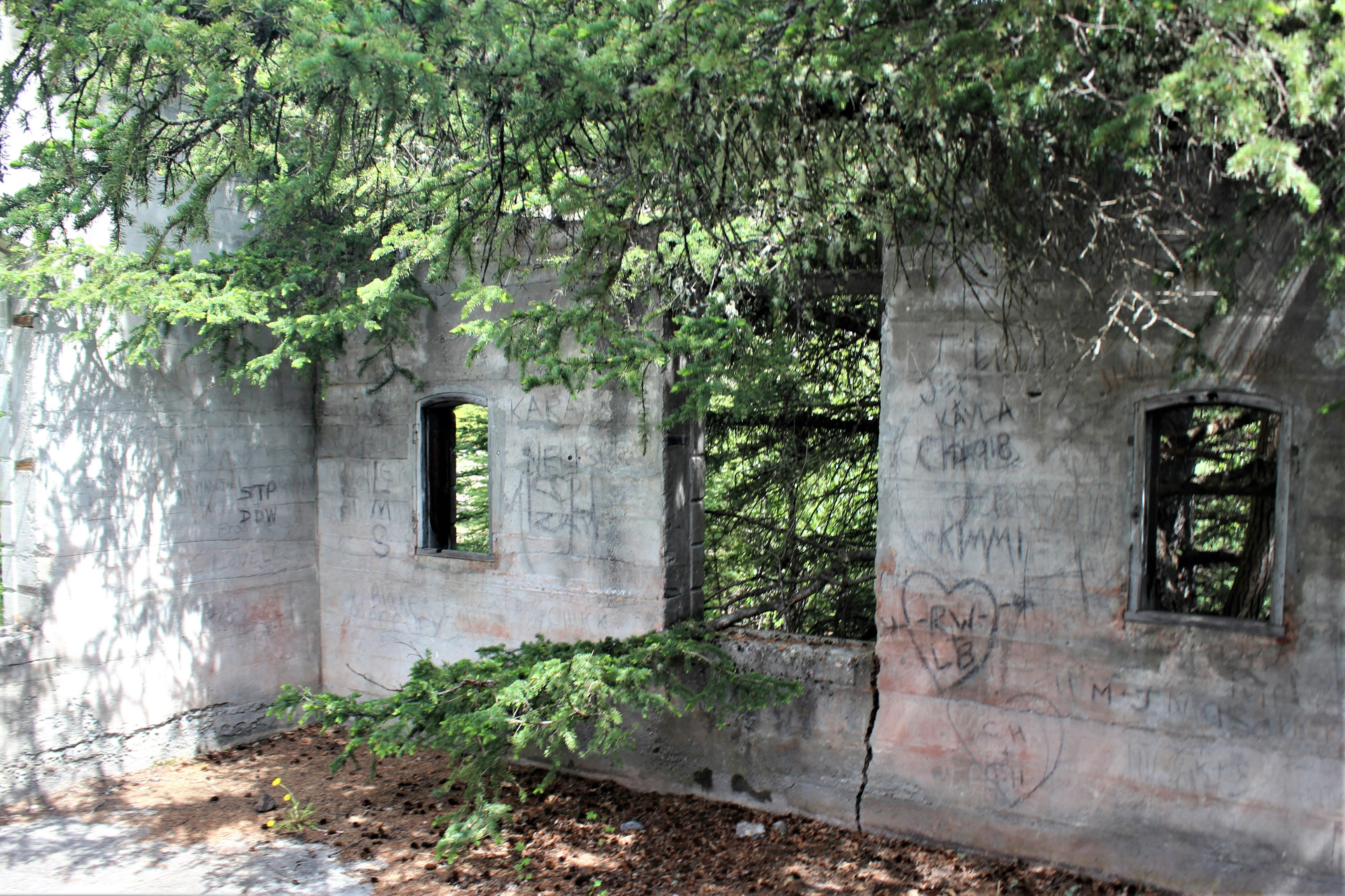 Sunlit Ruins: Greenery Framing a Silent Wall