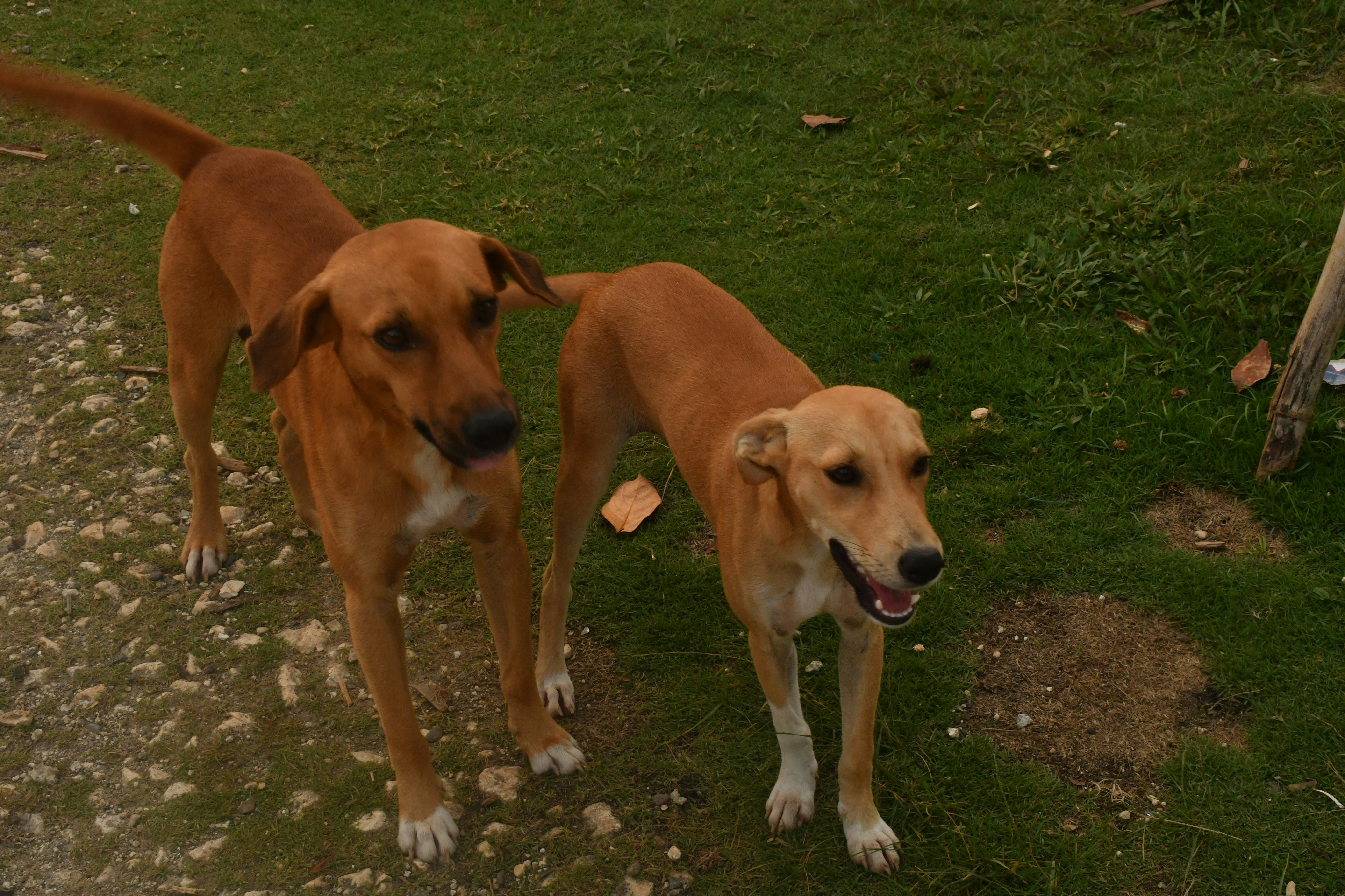 Two tan hounds side by side on a grassy path