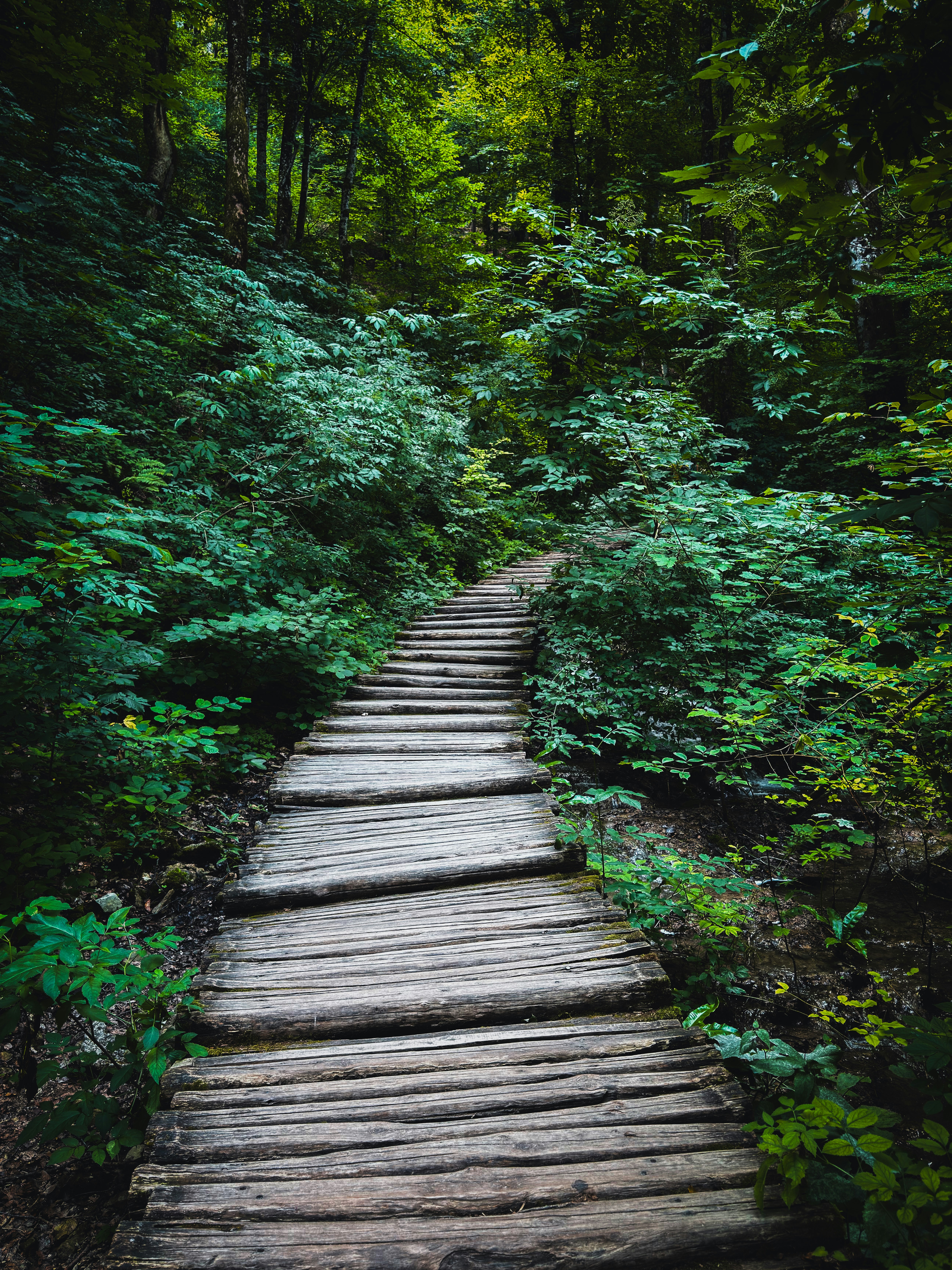 Forest Footpath: A Weathered Wooden Stairway Through Dense Greenery