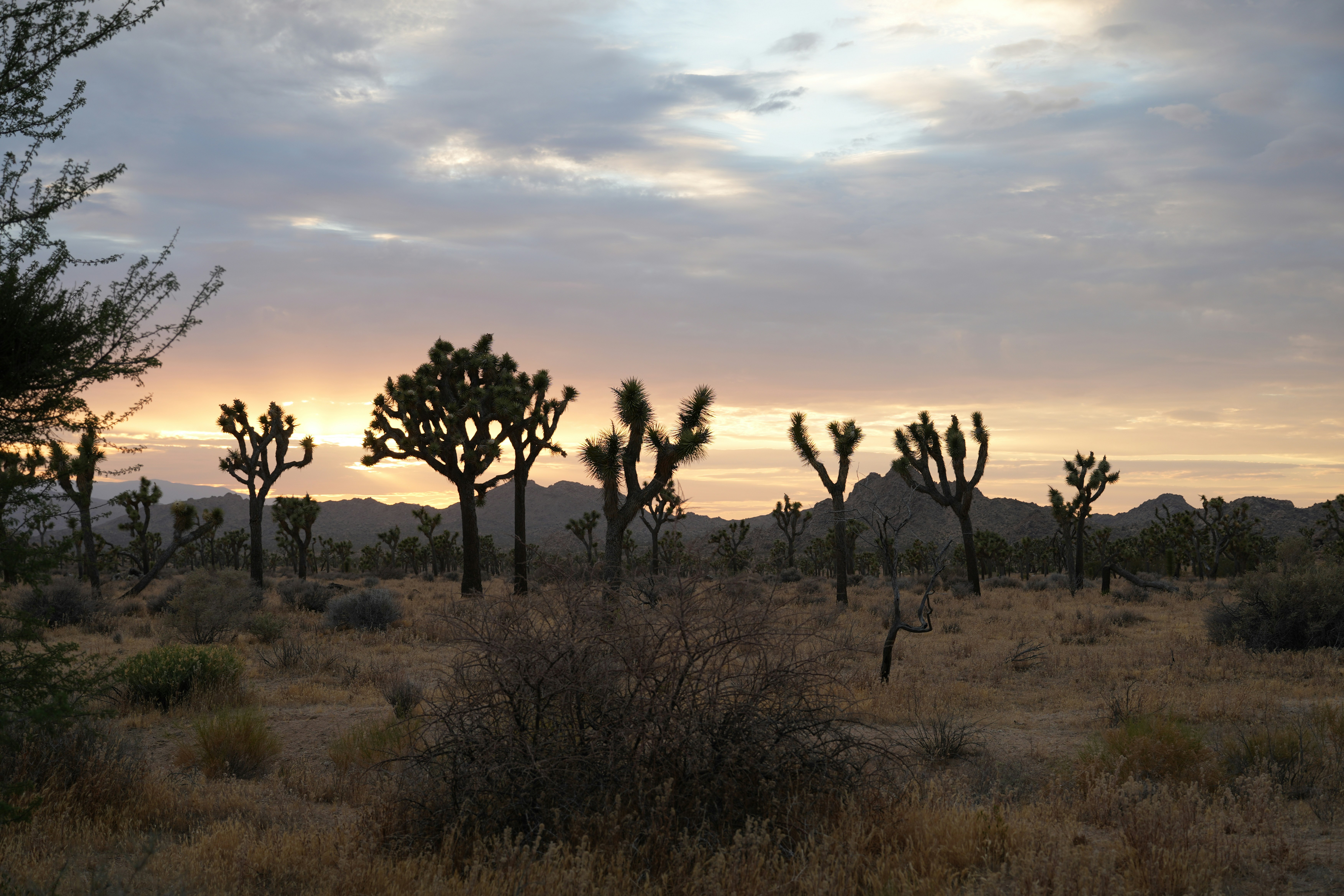 Desert Dusk: Joshua Trees Amidst Silent Horizons