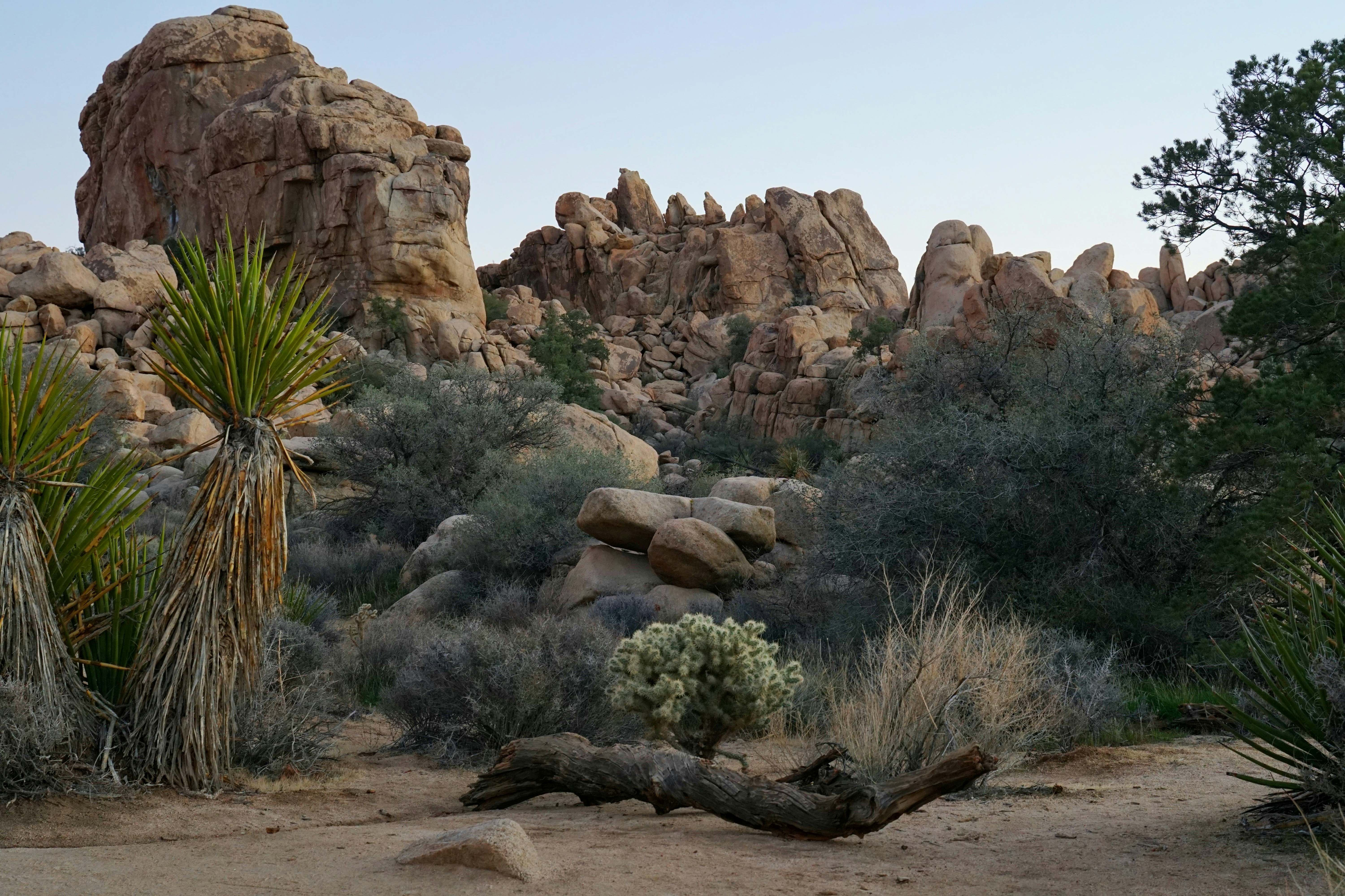 Desert Sentinel: Weathered Rocks guard a sunlit Joshua landscape