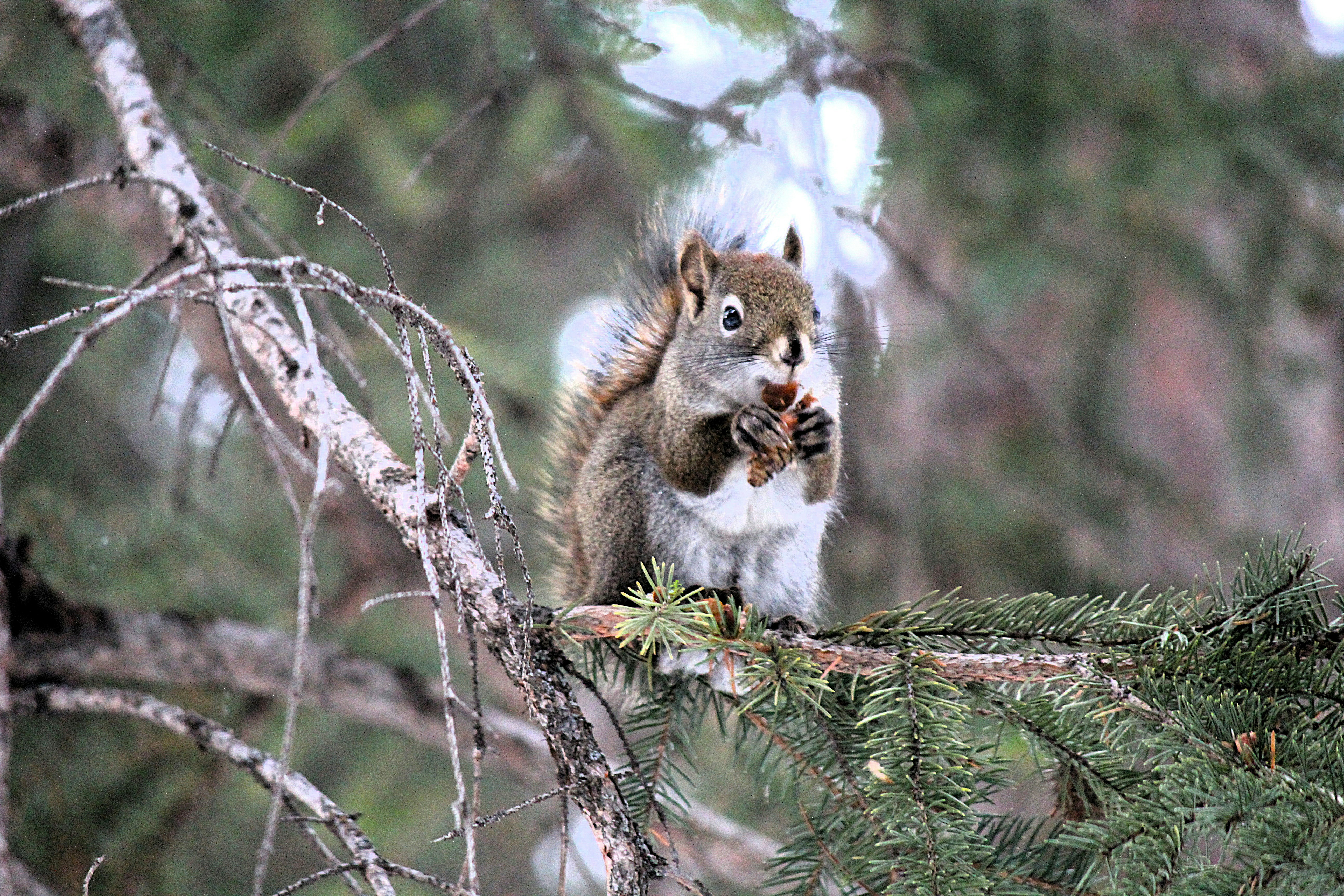 A red squirrel eating a nut on a tree branch.
