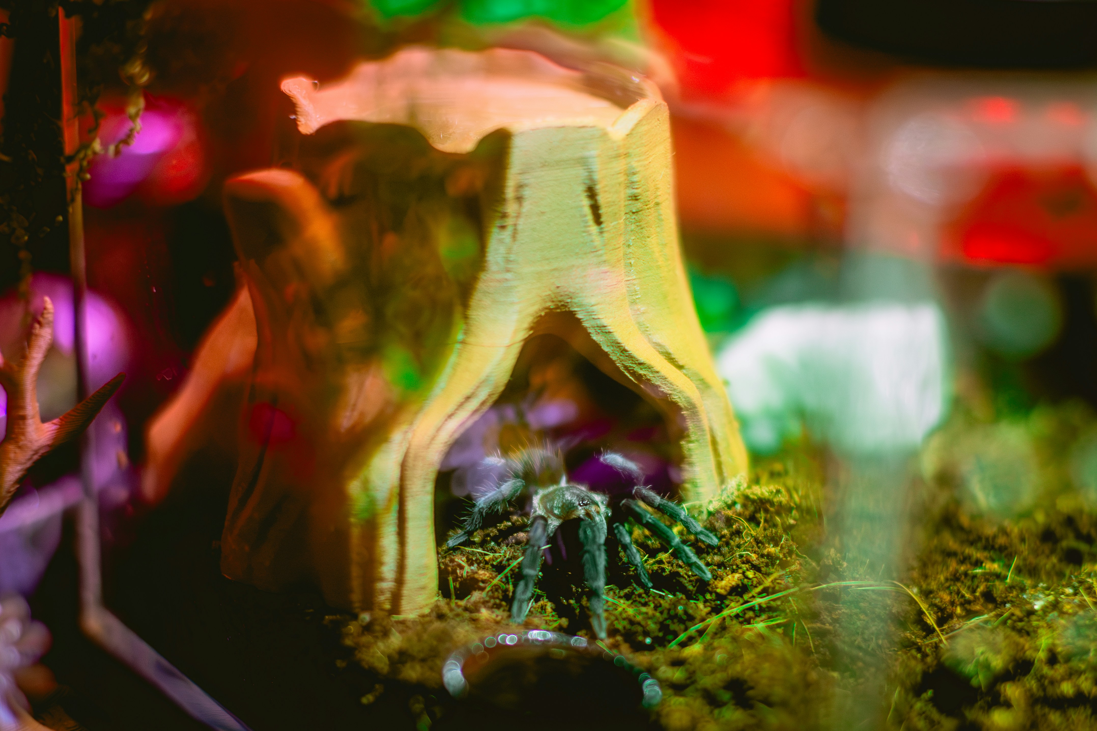 A colorful, softly blurred scene with a small glowing structure and a spider-like creature at its entrance inside a curved, illuminated habitat. The image presents a moody, nightclub-like environment with warm reds, greens, and yellows, suggesting an artificial terrarium or art installation.