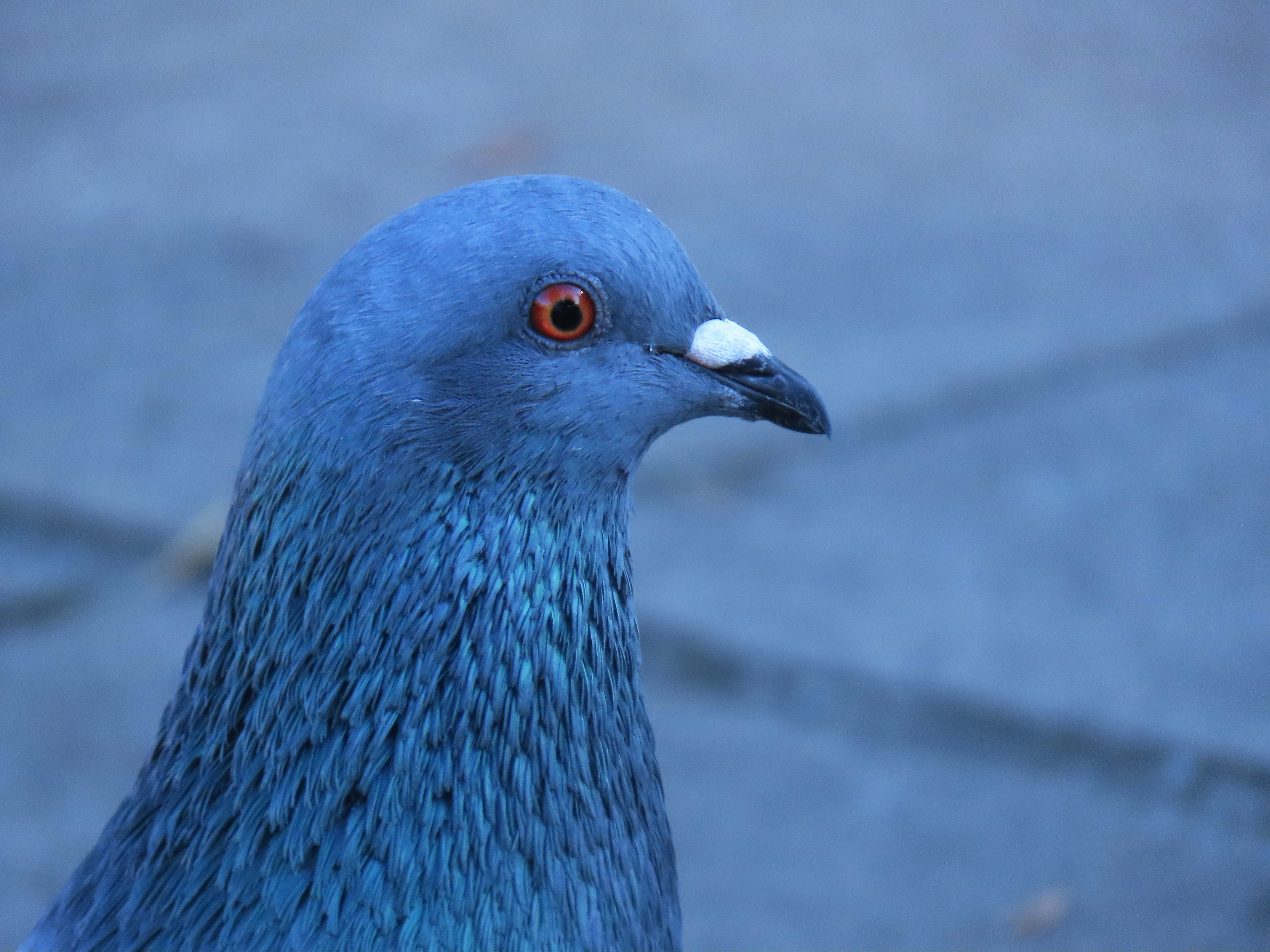 Azure Cardinal Gaze: Close-Cropped Portrait of a Blue Pigeon
