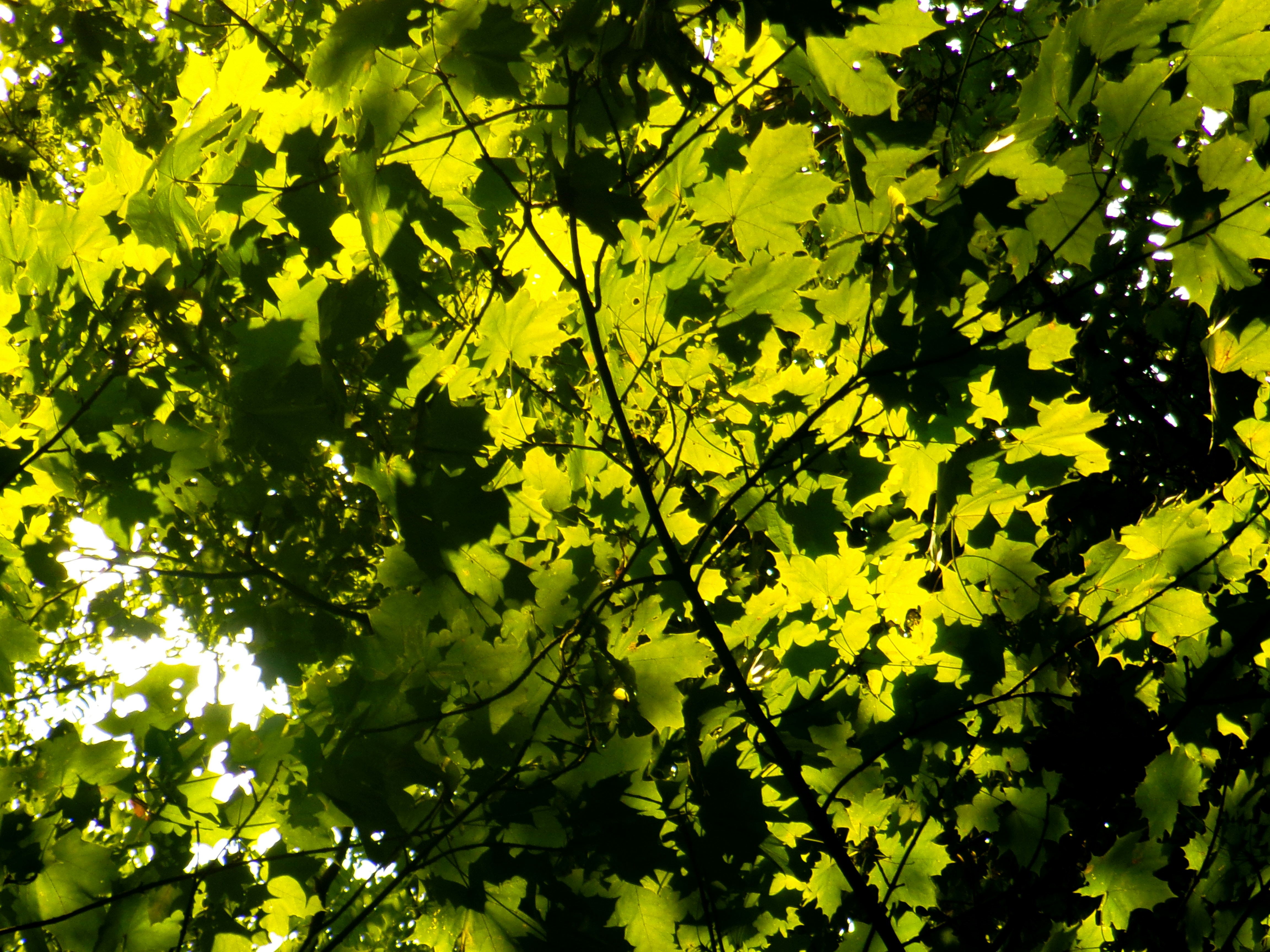 Sunlit Maple Canopy: A Burst of Green Through Interlacing Foliage