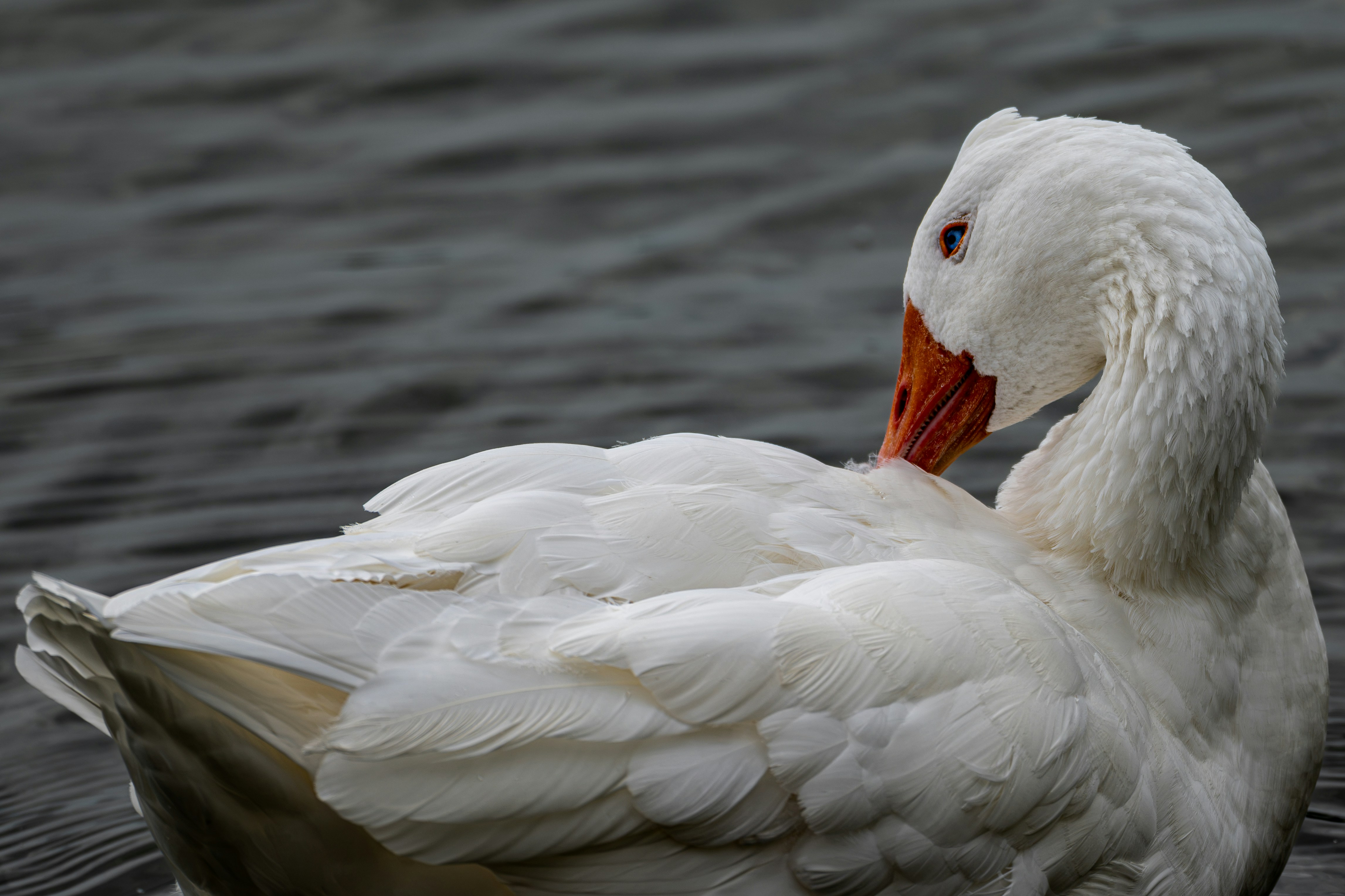 Curled White Gull with Bright Orange Bill on Calm Water