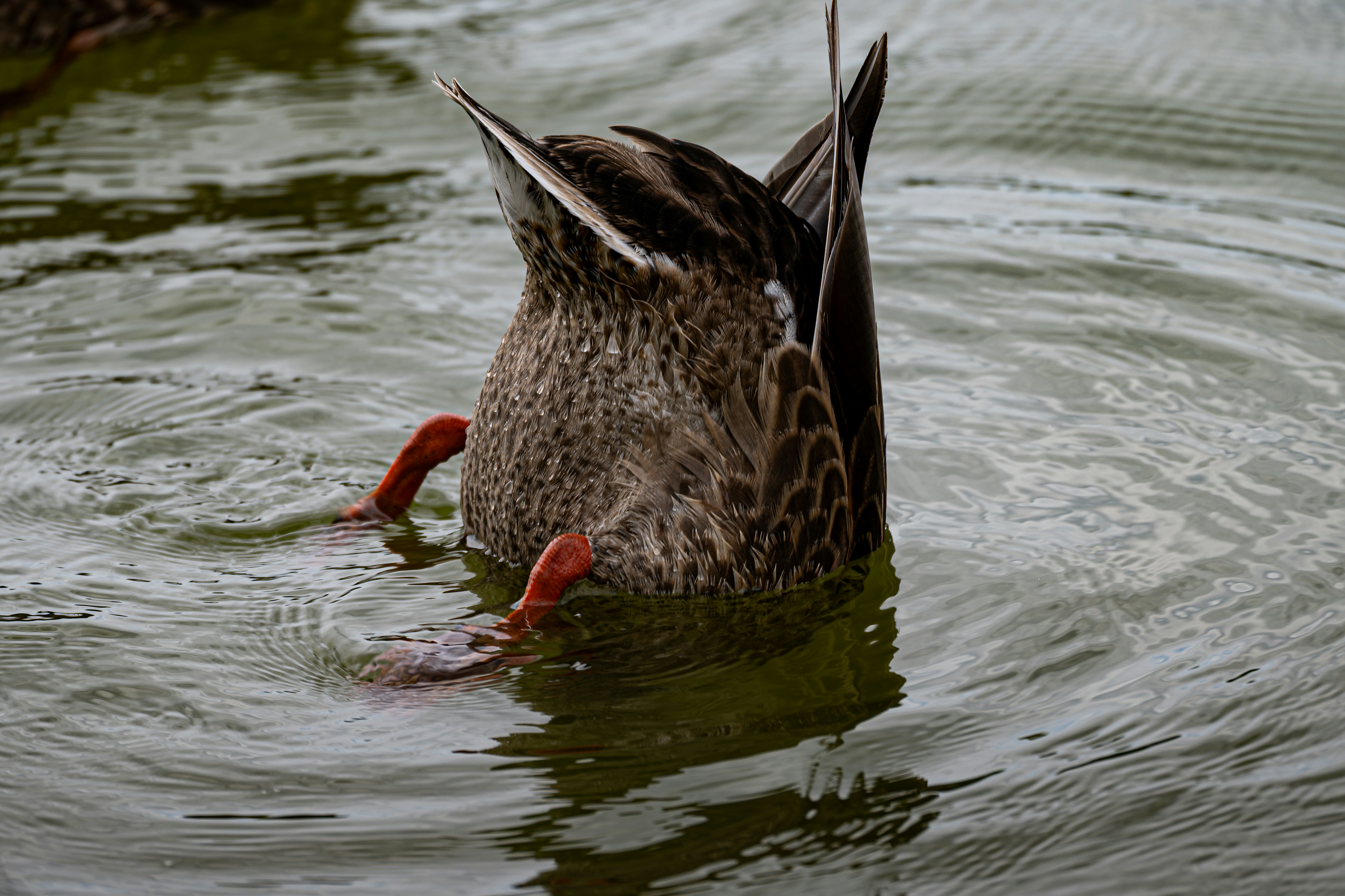 Downturned Beak: A Water-Soaked Duck Dives into Quiet Ripples