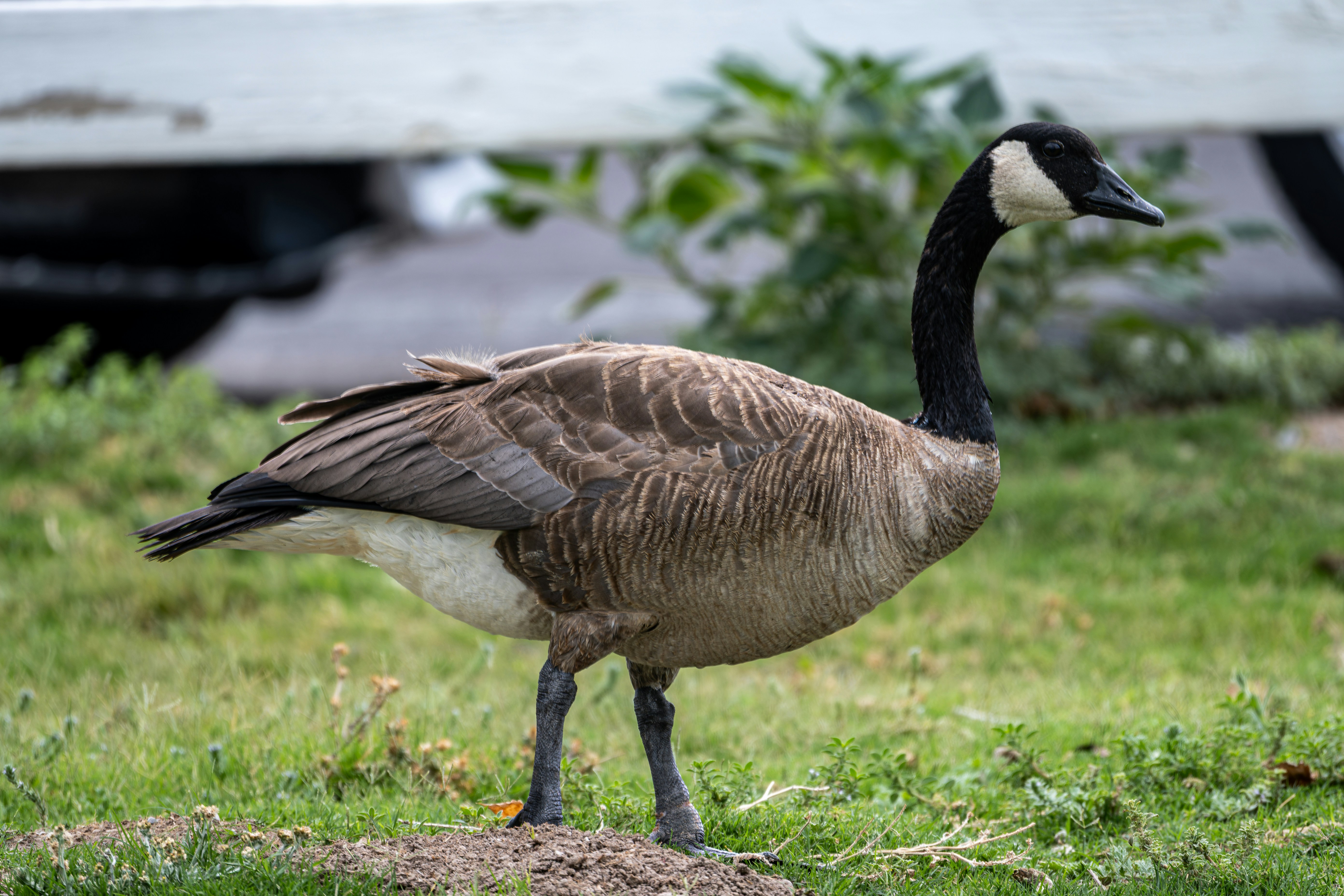 Grounded Gazer: A Canada Goose Poses on the Lawn