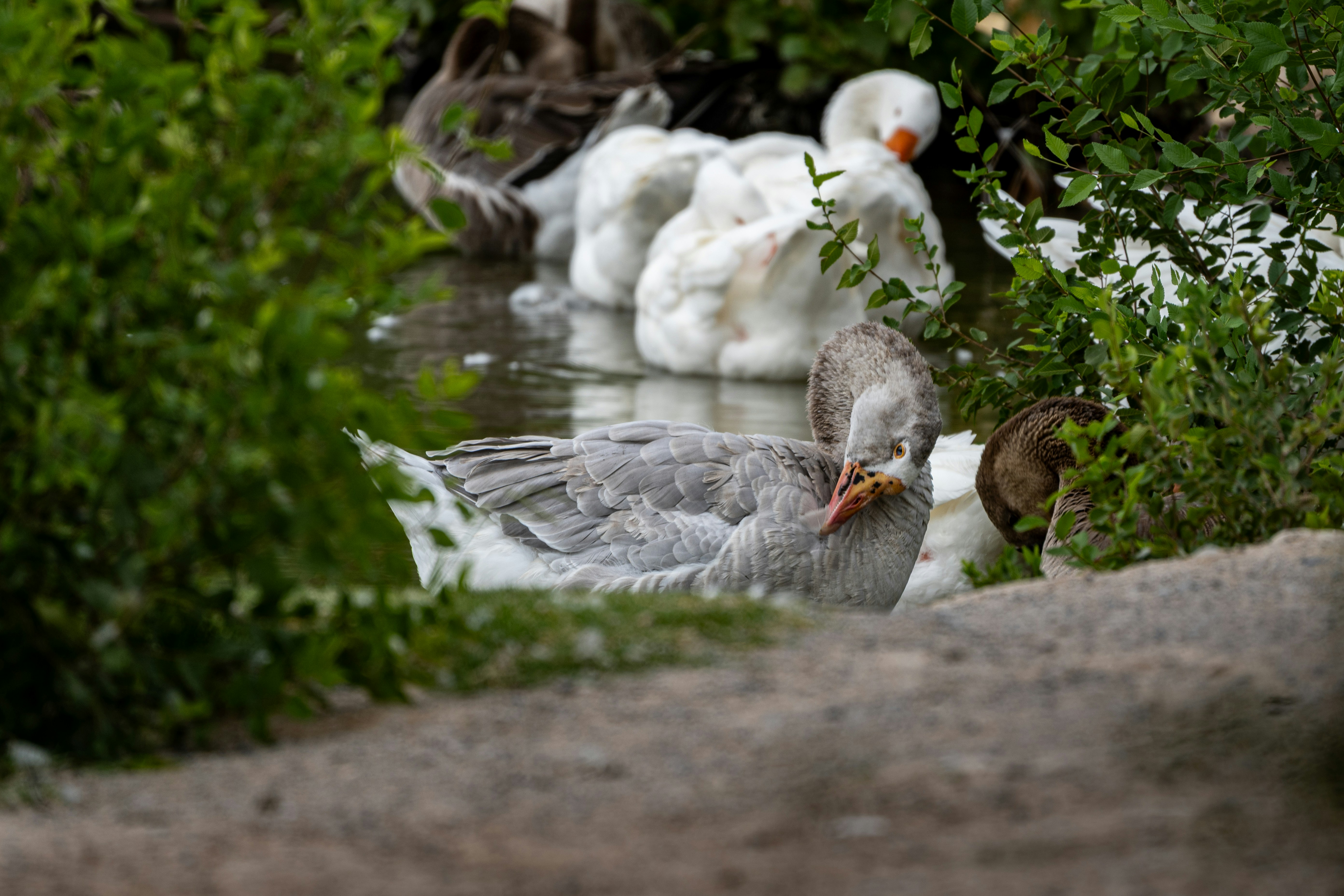 Hidden Trio: A Grey Goose Peers from the Shore as White Ducks Float Behind
