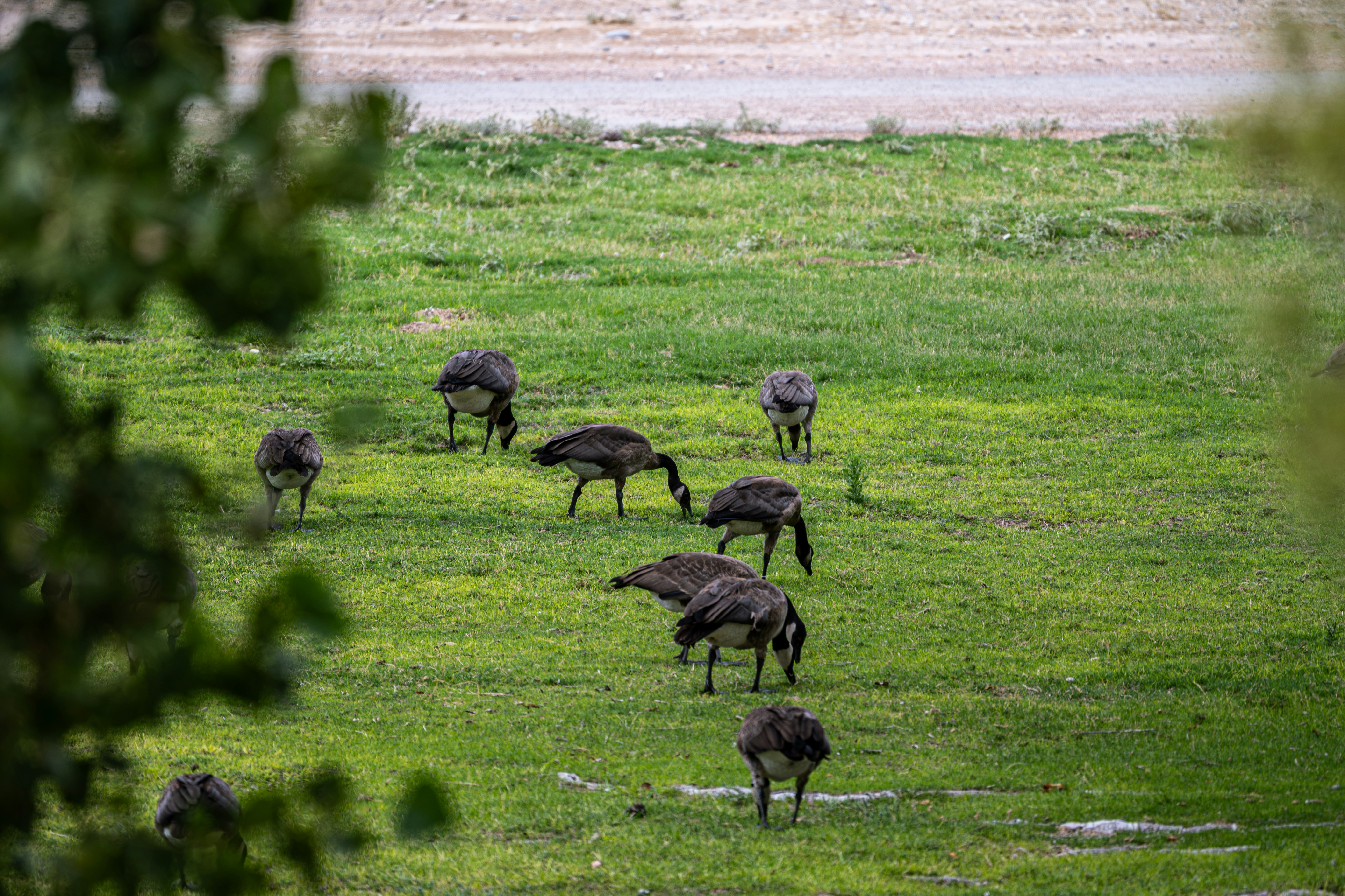Herd of Greylag Geese Grazing on a Green Patch