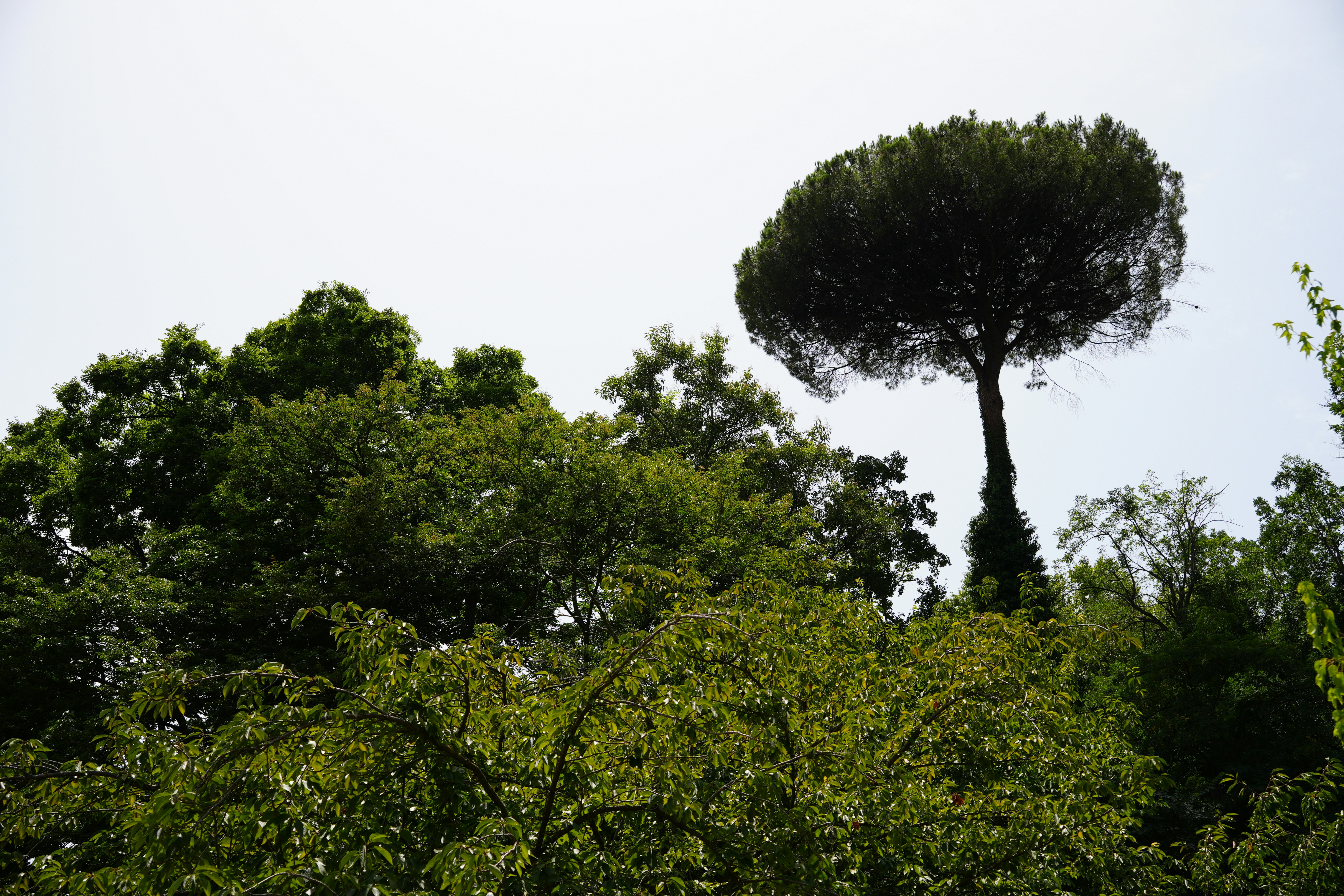 A Lone Umbrella Crowned Tree Above Dense Greenery