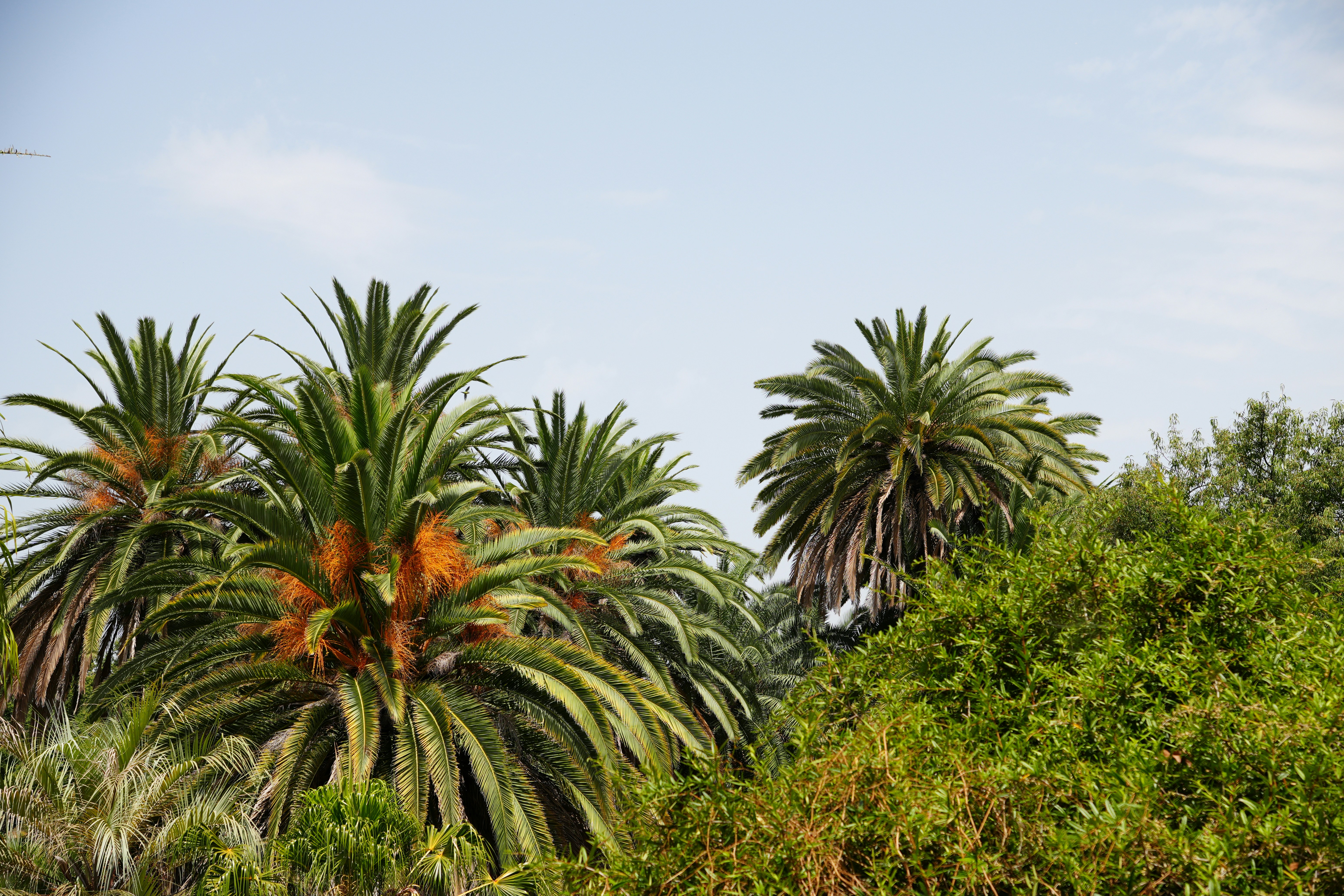 Sunlit Palms Above a Quiet, Leafy Arc