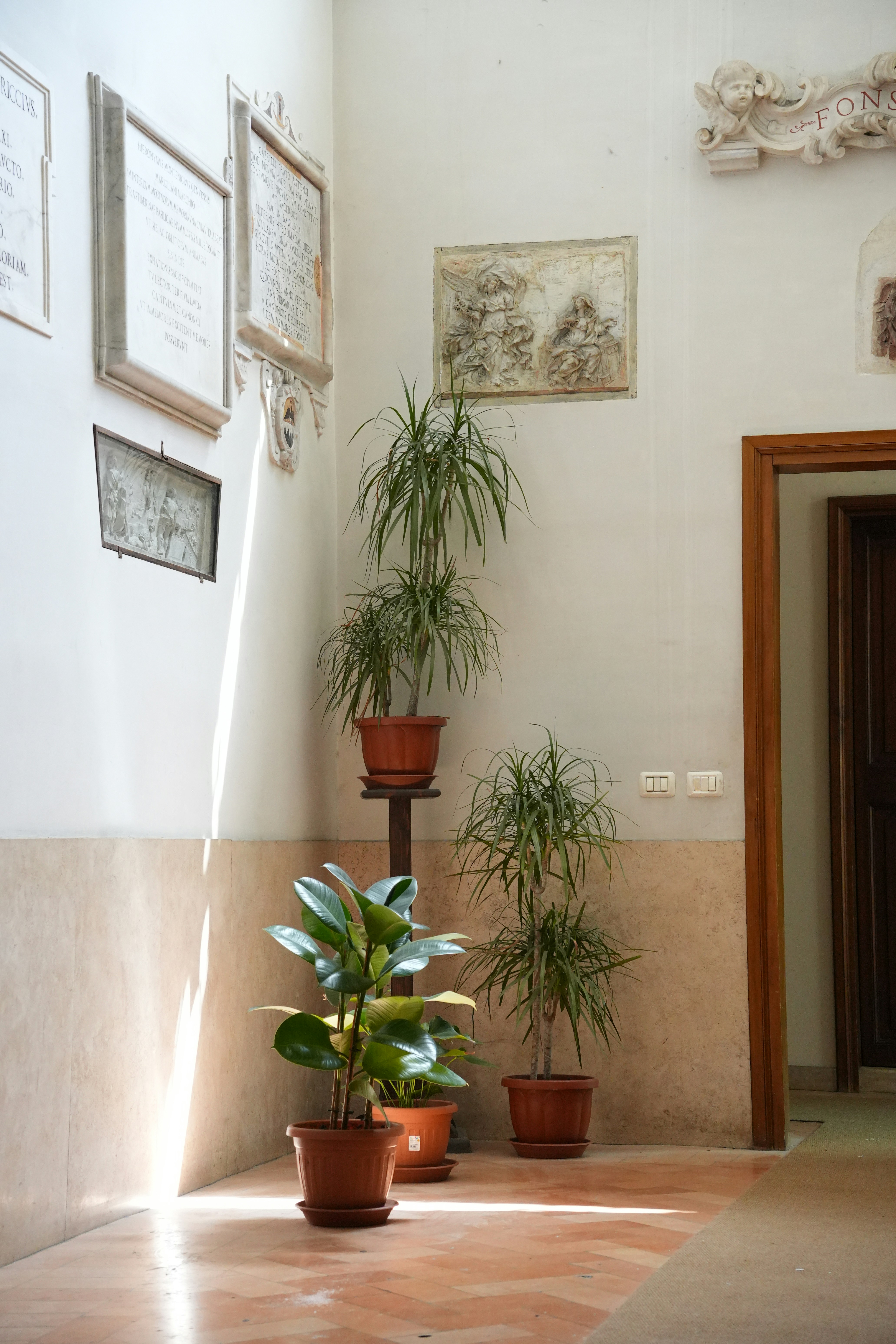 Indoor Oasis: Potted Greenery Bathed in Quiet Afternoon Light