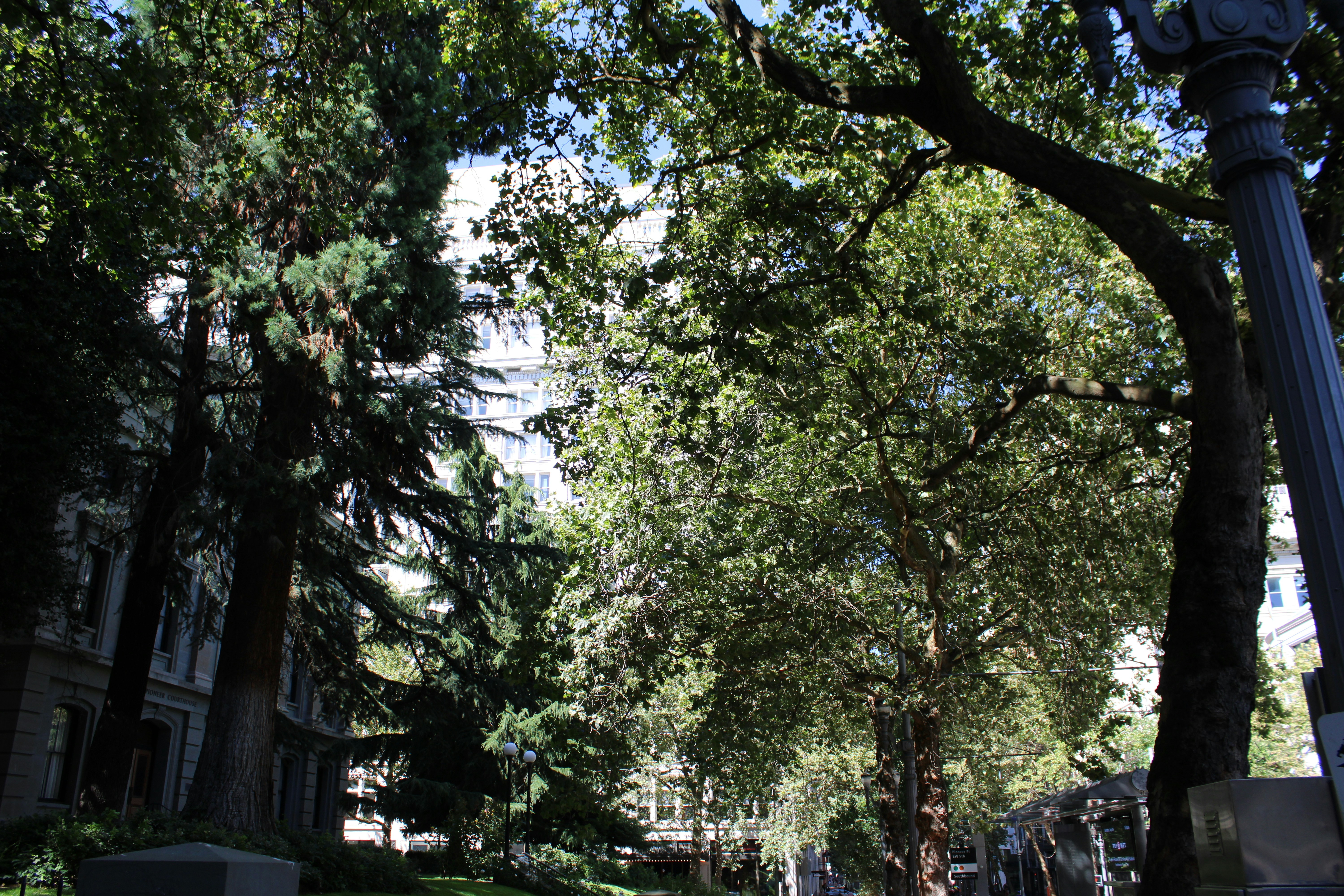 Shade and Stone: Urban Tree Canopy Framing a City Street
