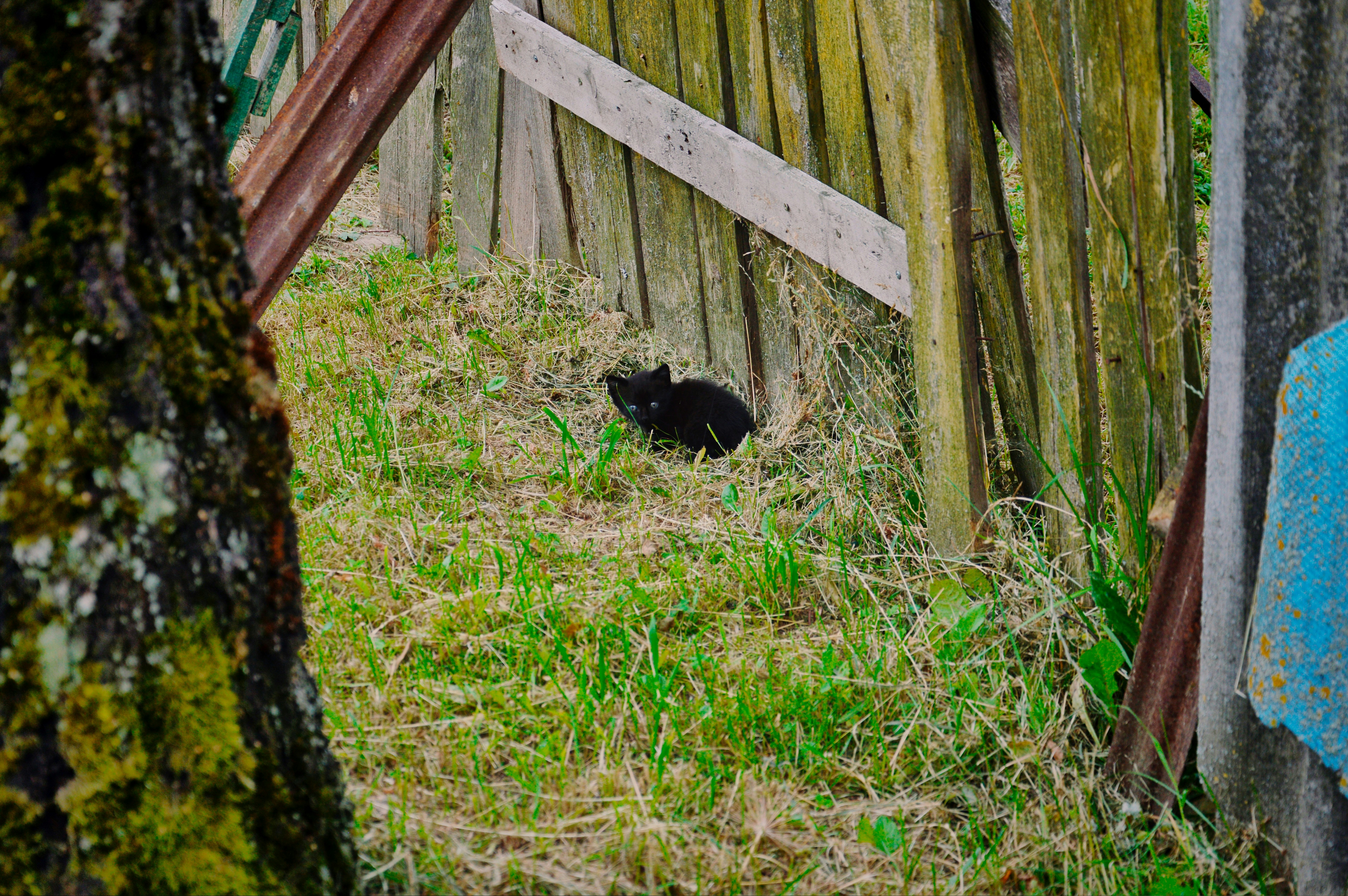 Black Cat in a Walled Yard: Quiet Pause among Weathered Planks