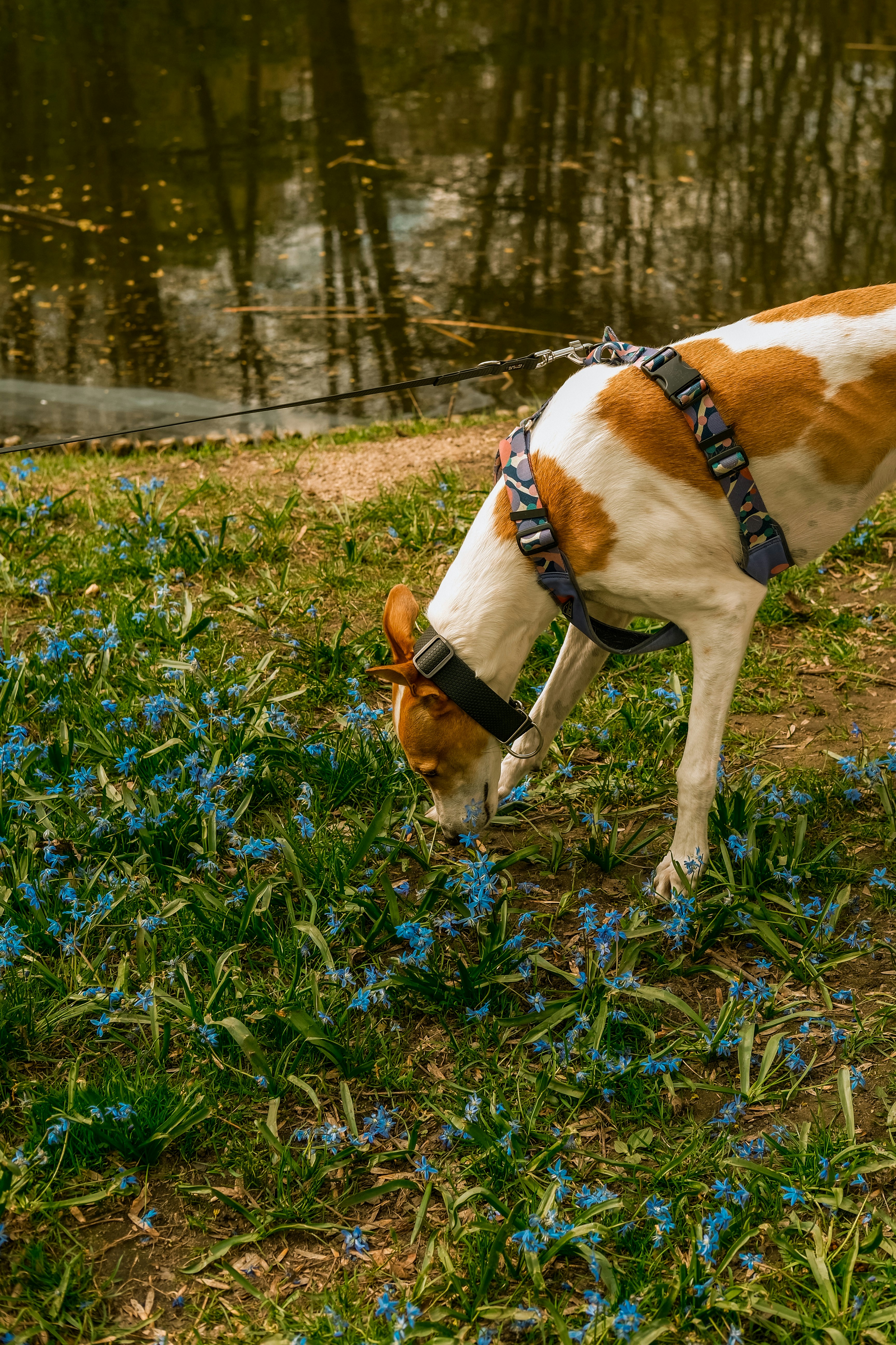 Pasture Sniff: A Hound Delicately Noses Blue Blooms by the Pond