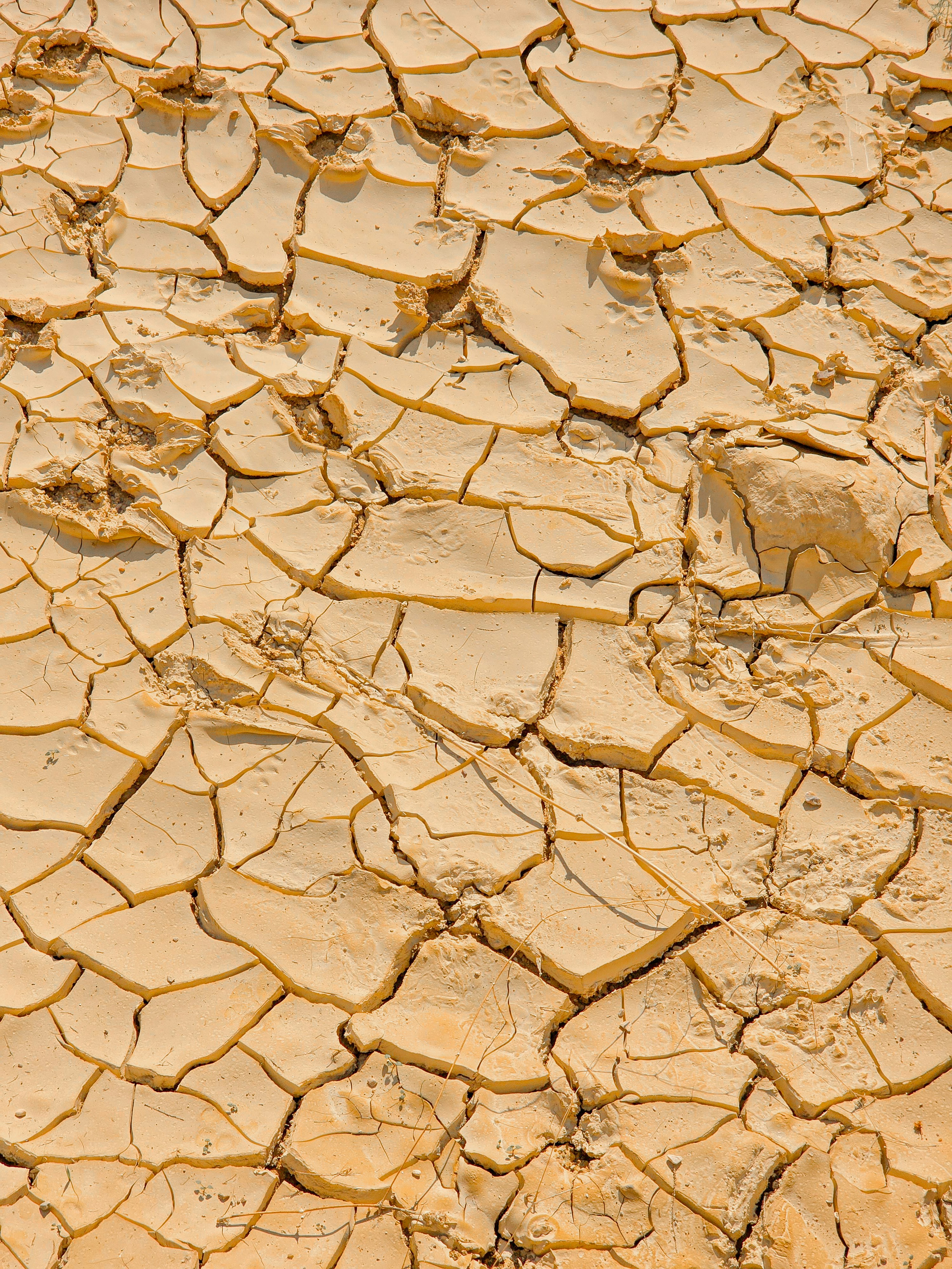 Parched Mosaic: Desert Cracks in Sunlit Clay