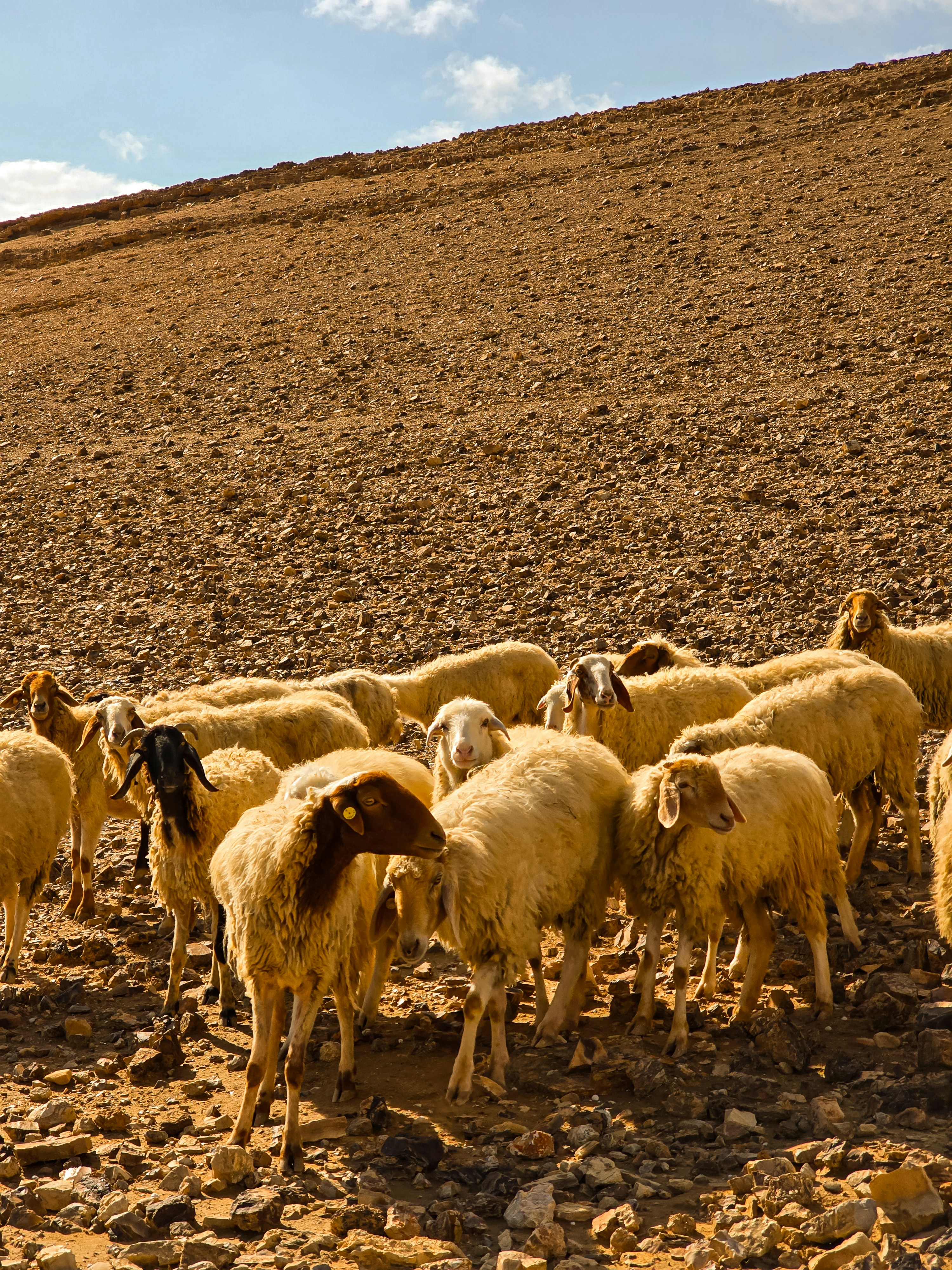 Herd Crossing the Desert Slope under a Clear Sky