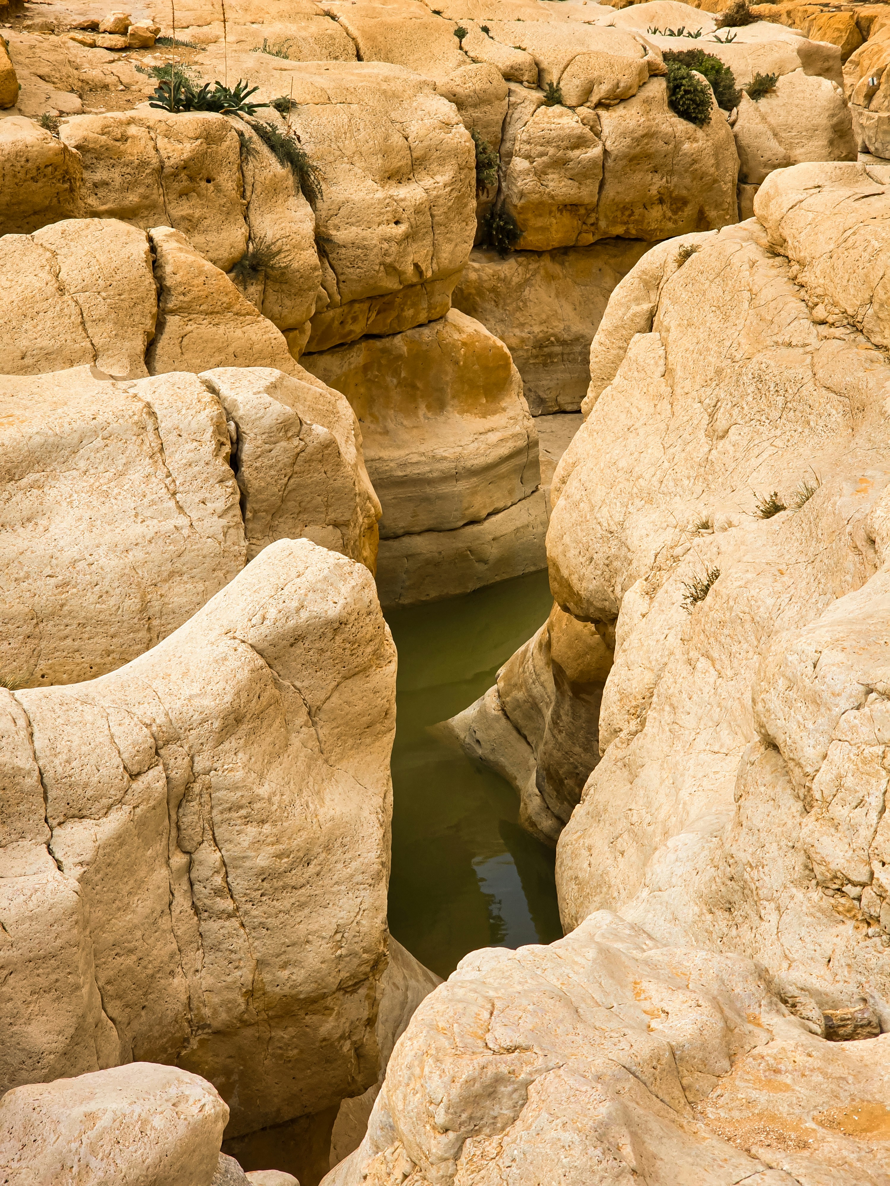Desert Canyon’s Quiet Gully