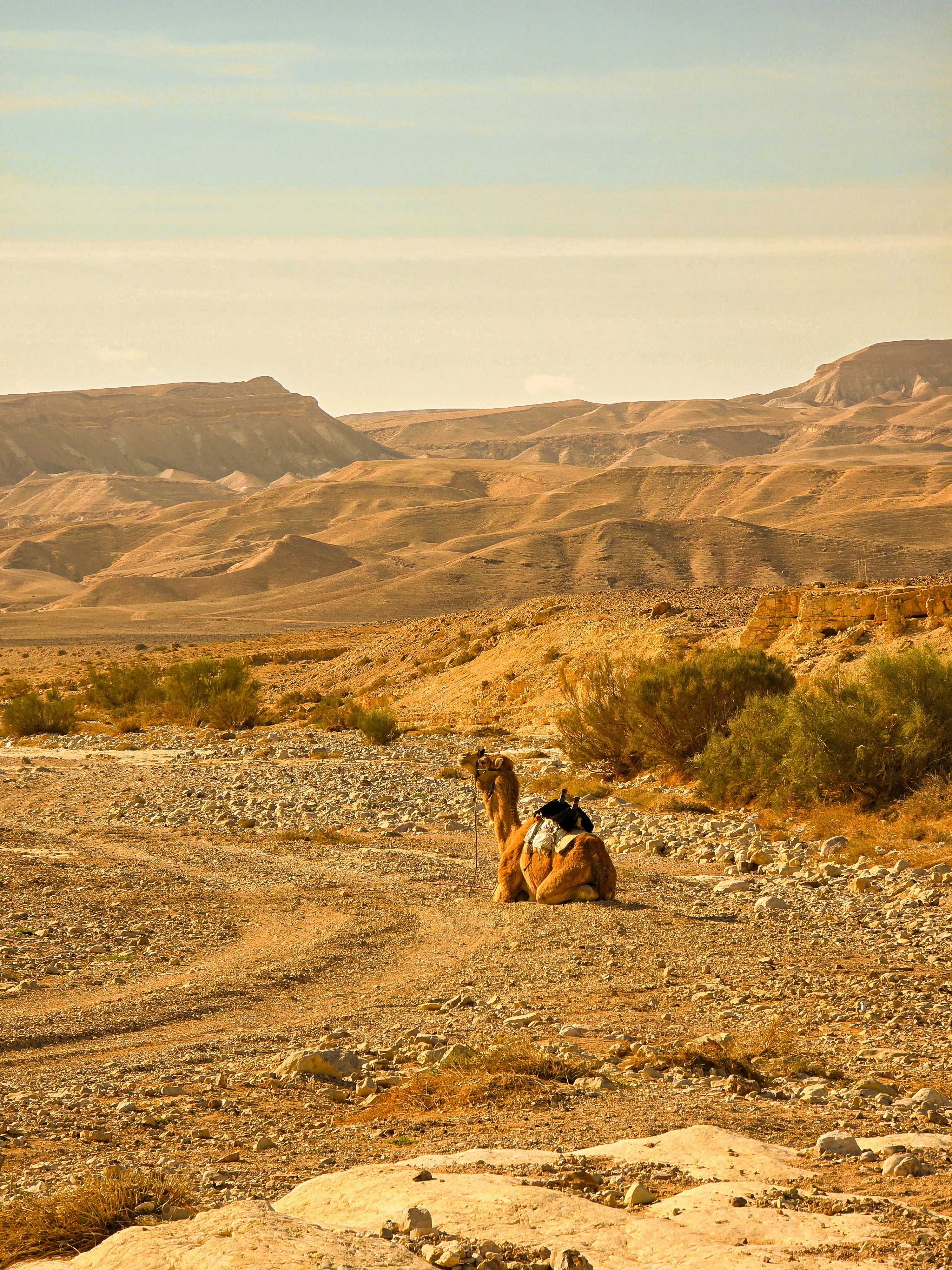 Desert Camel at Dusk: Tranquil Horizon and Silhouette
