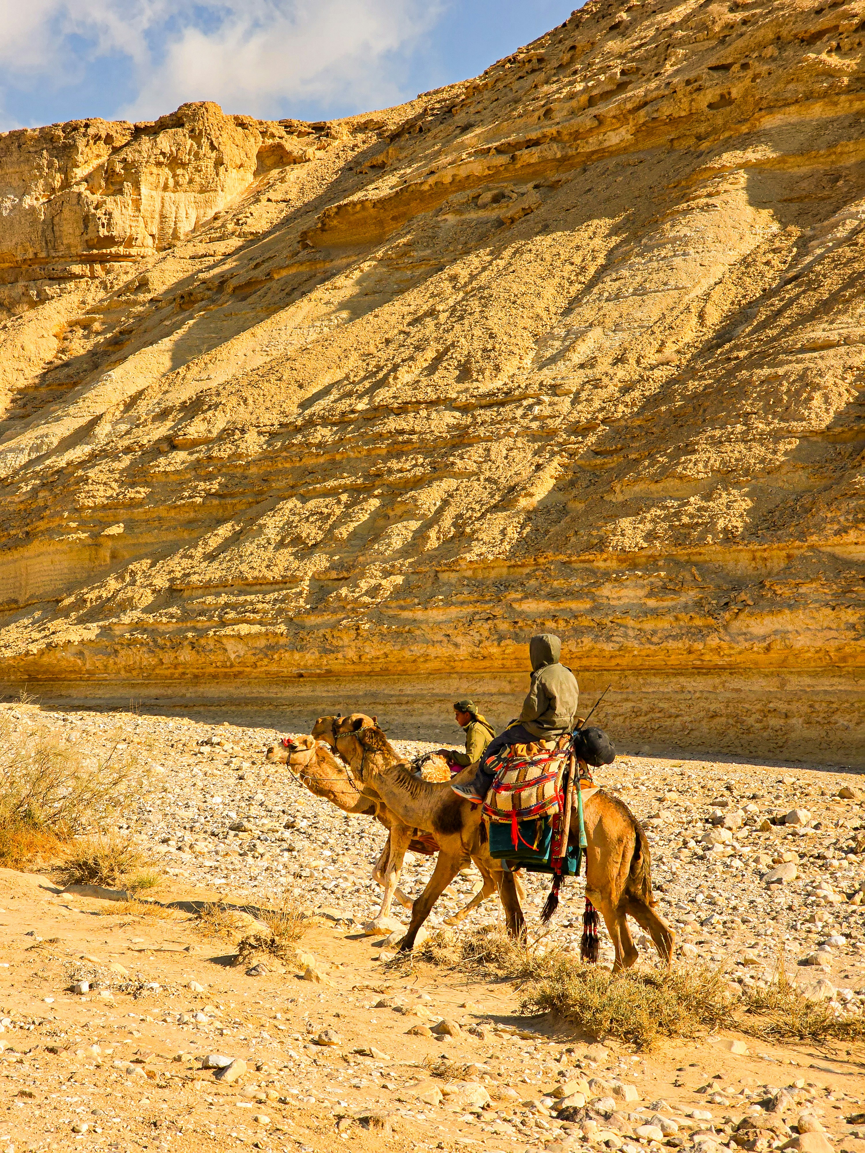 Ride Across the Sand: Camels Against a Golden Canyon