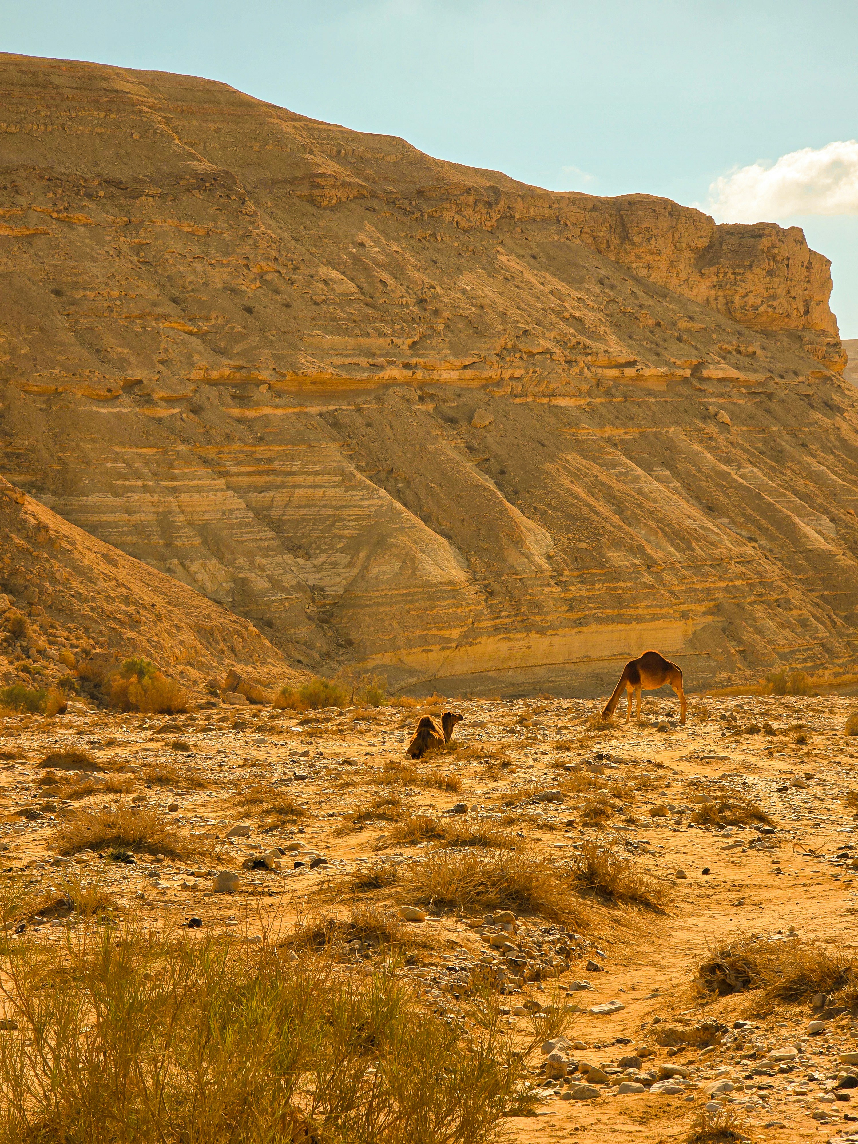 Desert Outpost: A Camel and a Quiet Scrubland