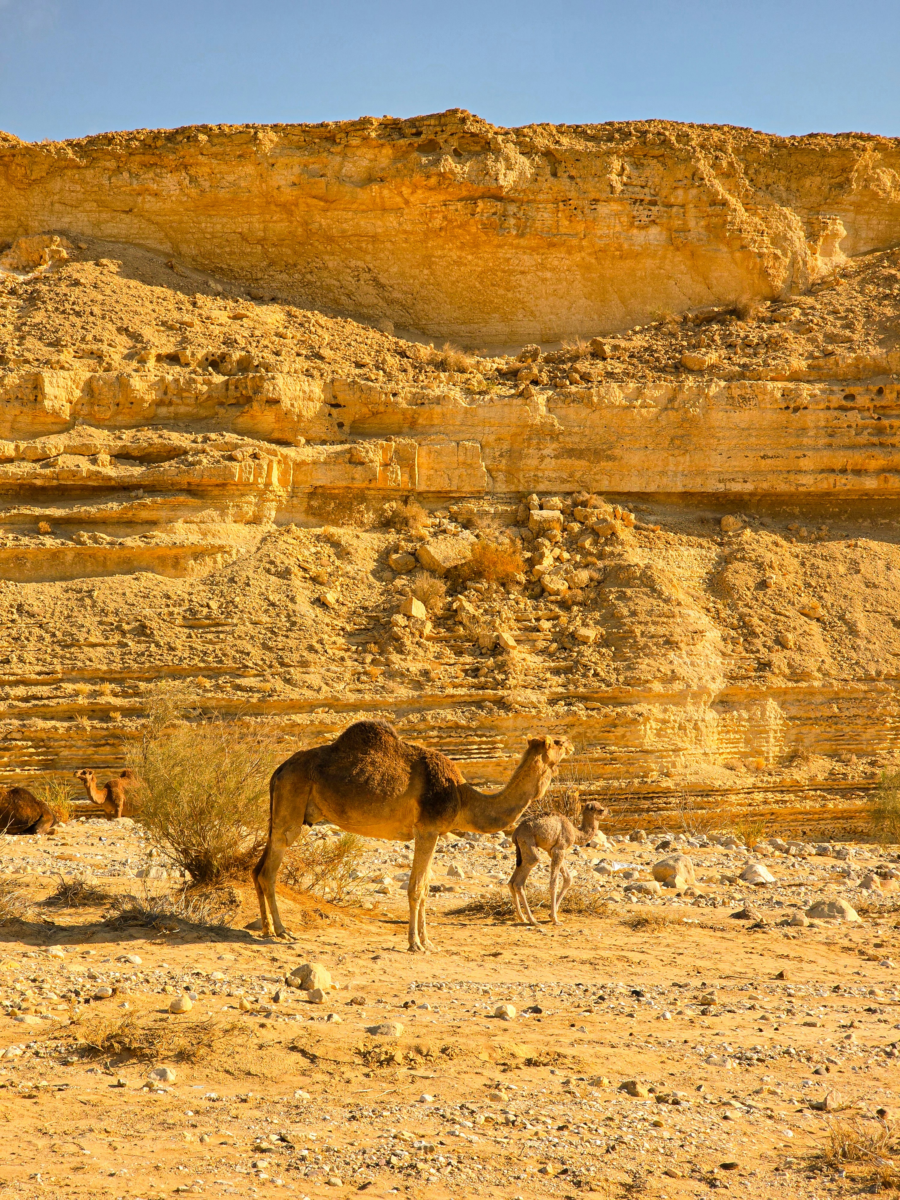 Desert Herons: Camel Pairs Beneath Stratified Carved Cliffs