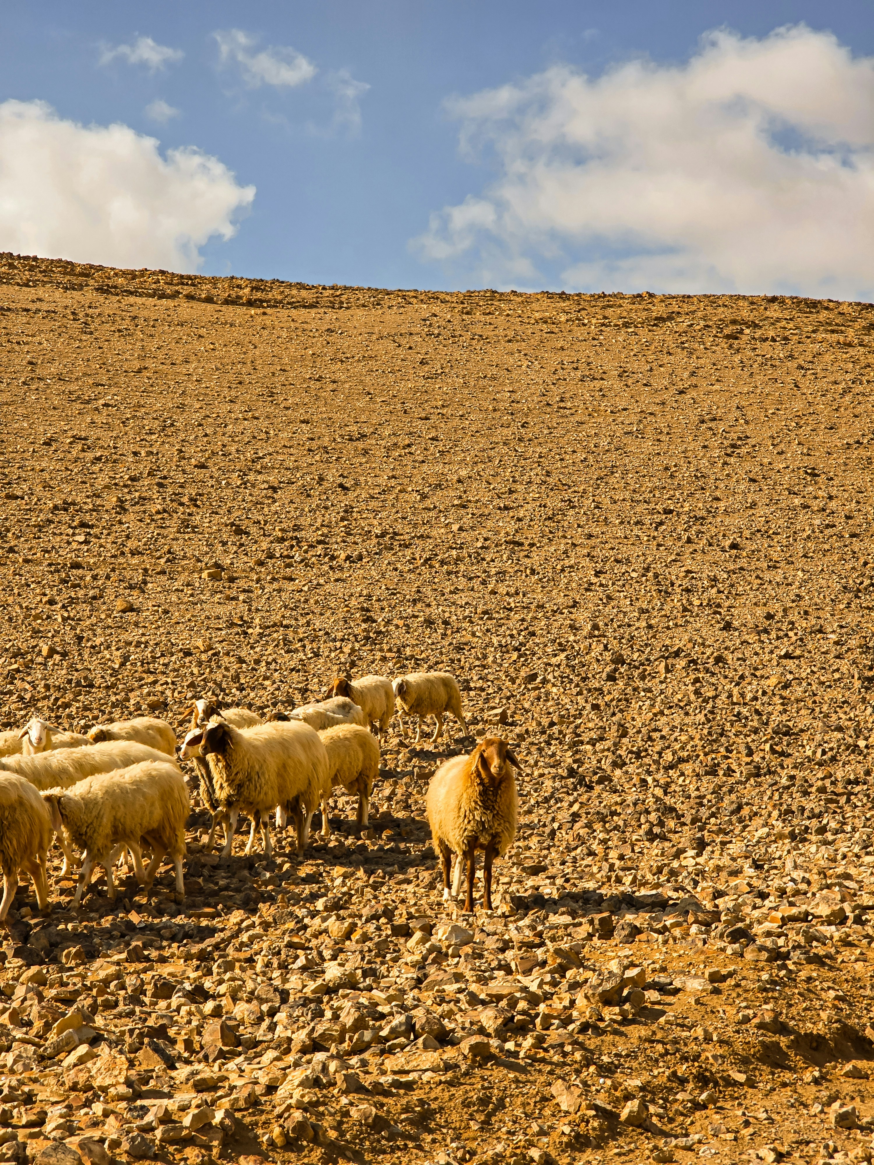 Lone Sheep at the Edge: Dunes of Dust and Light