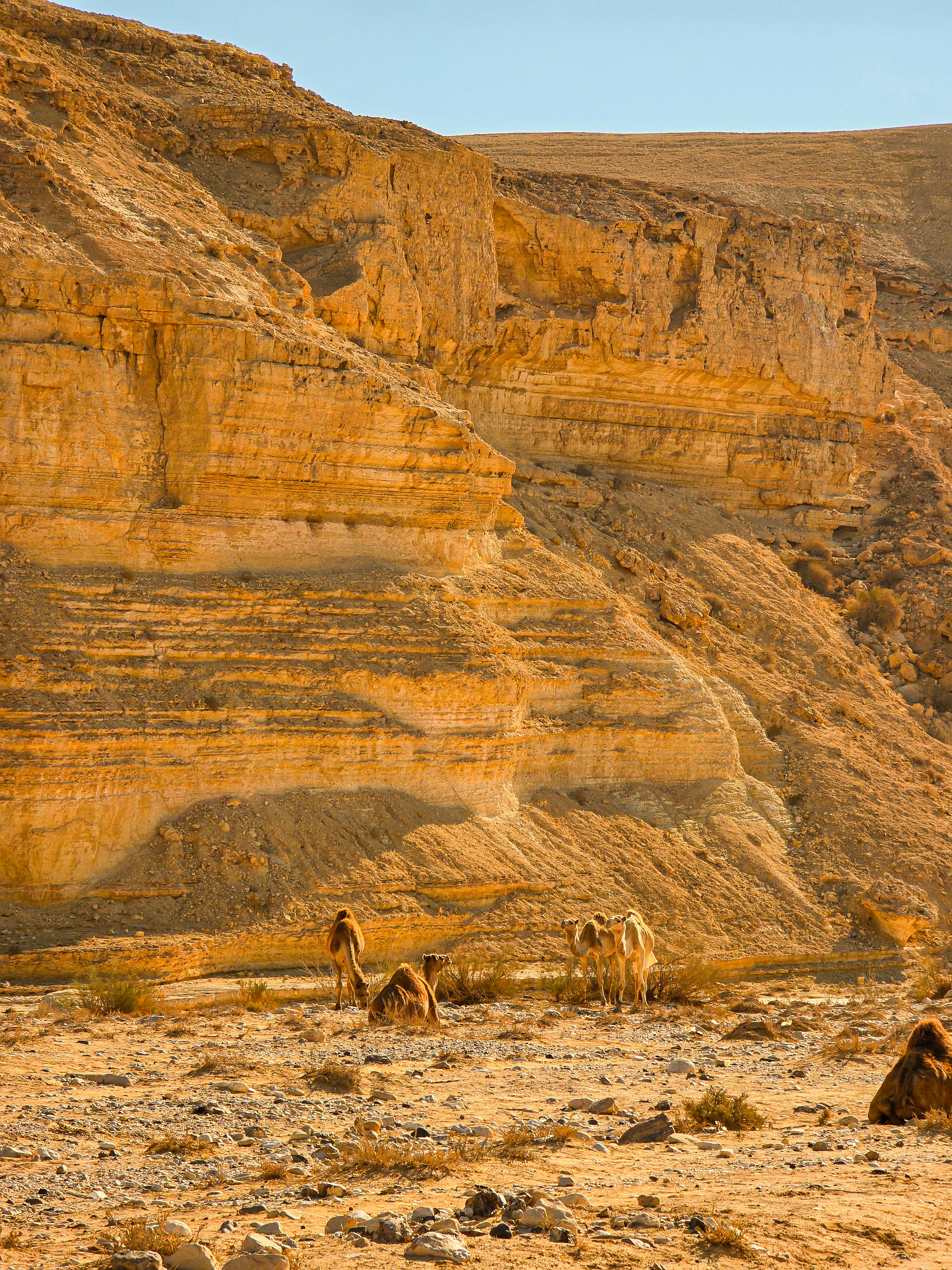 Lonely Herd at the Edge of Carved Canyon