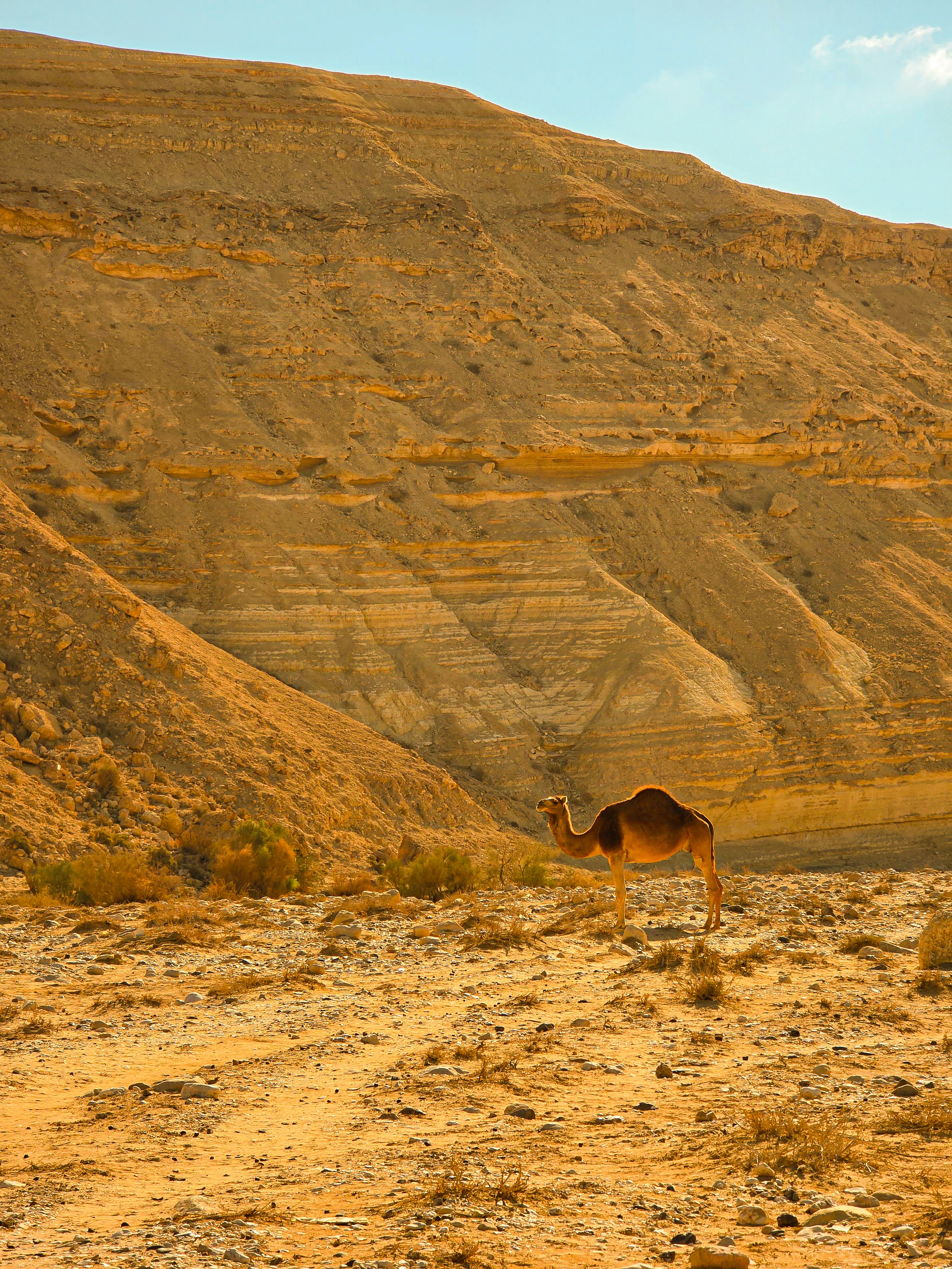 Desert Camel Under Striated Cliffs at Dusk