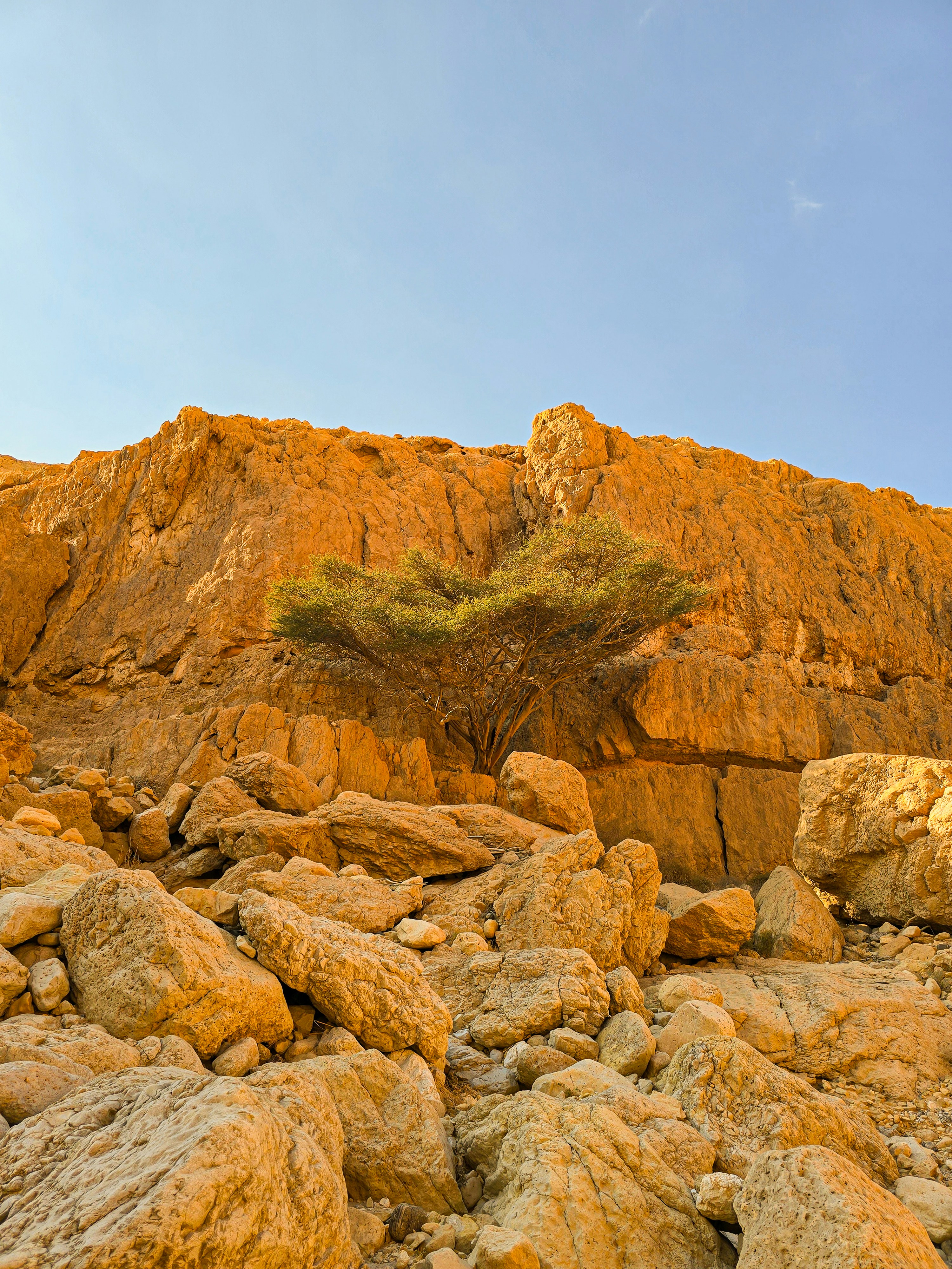 Lone Tree Amid Rugged Orange Cliffs