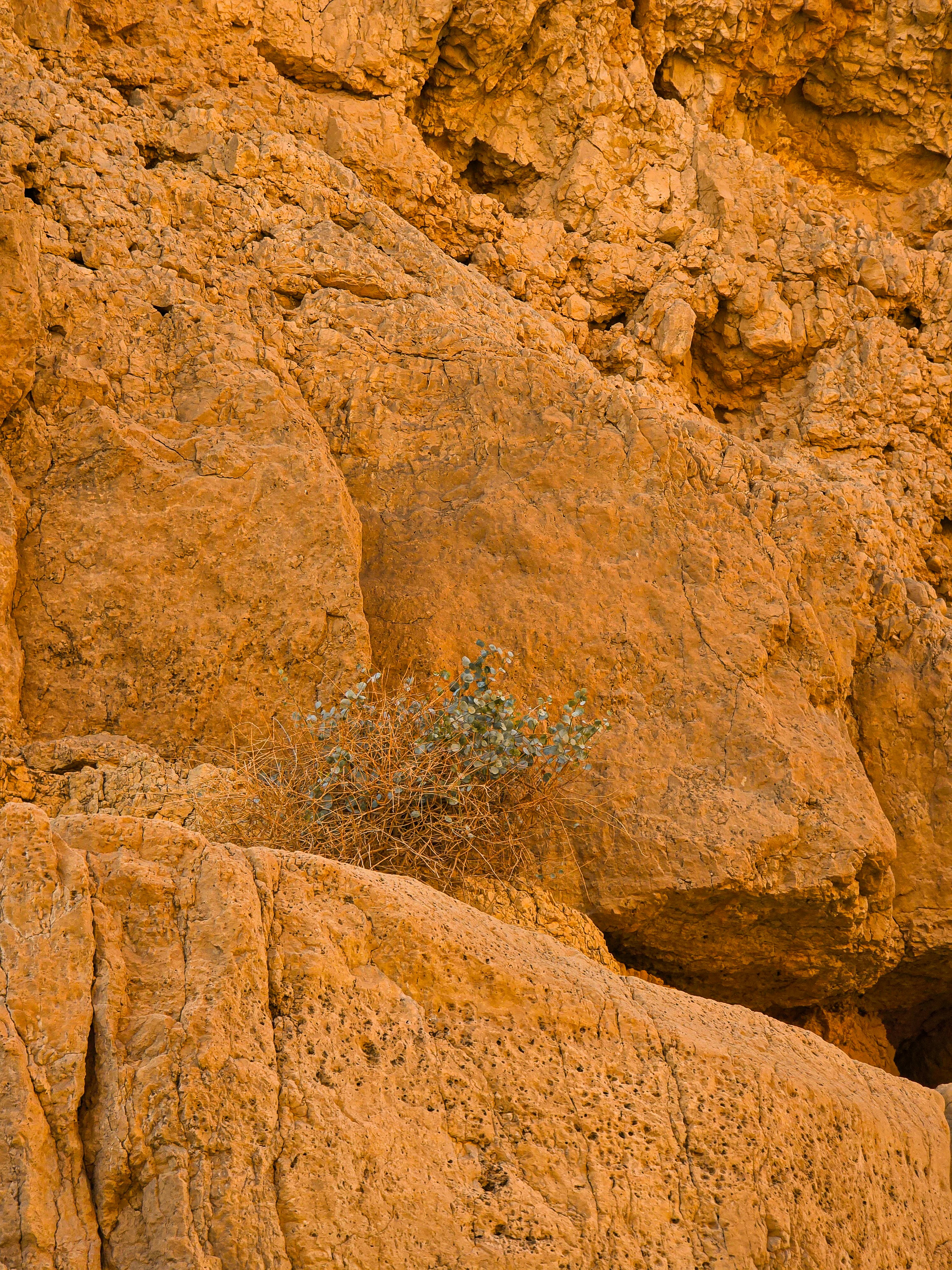Desert Silhouette: A solitary shrub amid ochre cliffs