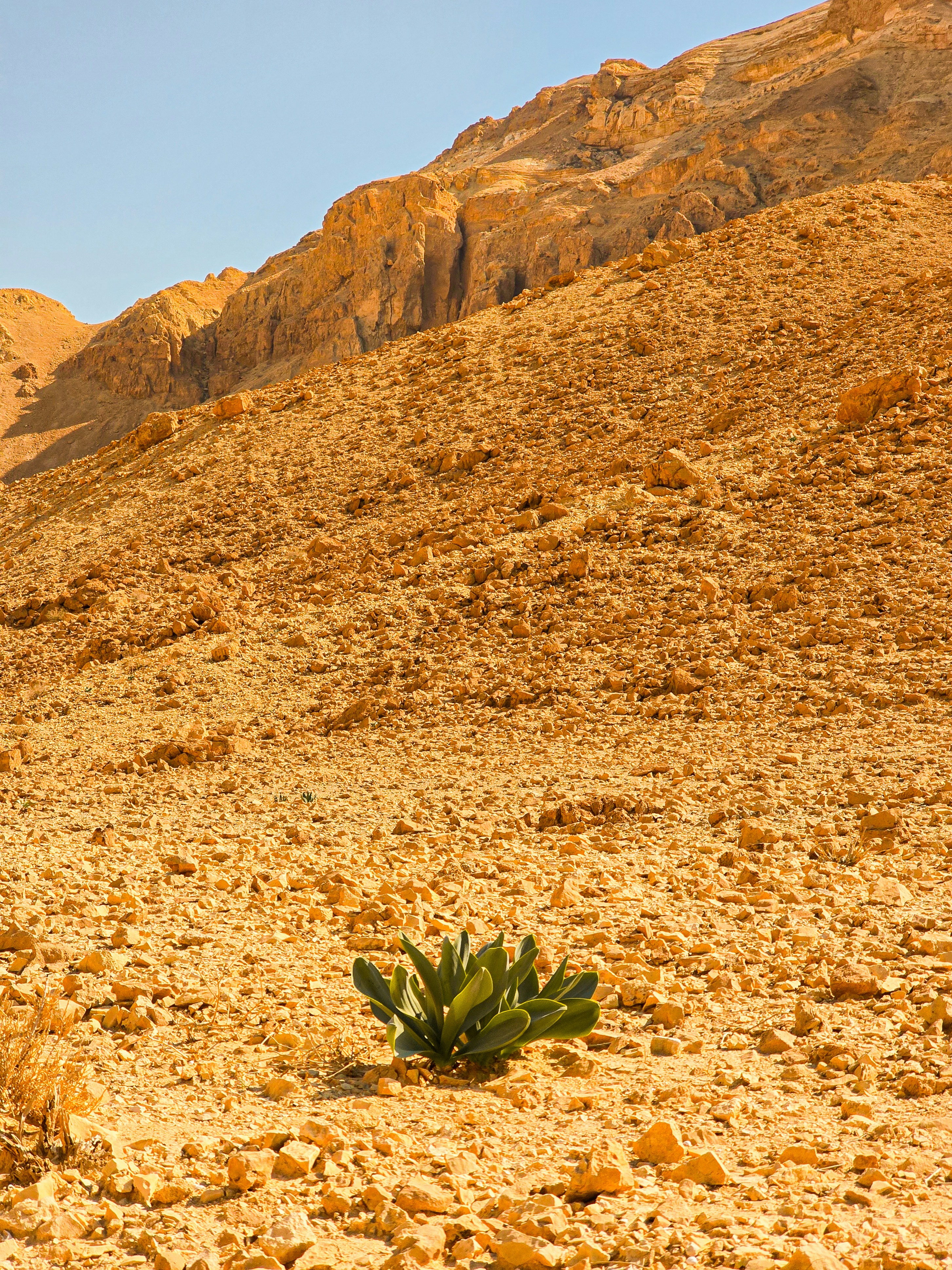 Desert Rosette: A Lone Succulent Amid Golden Gravel Against Cliffside Sky
